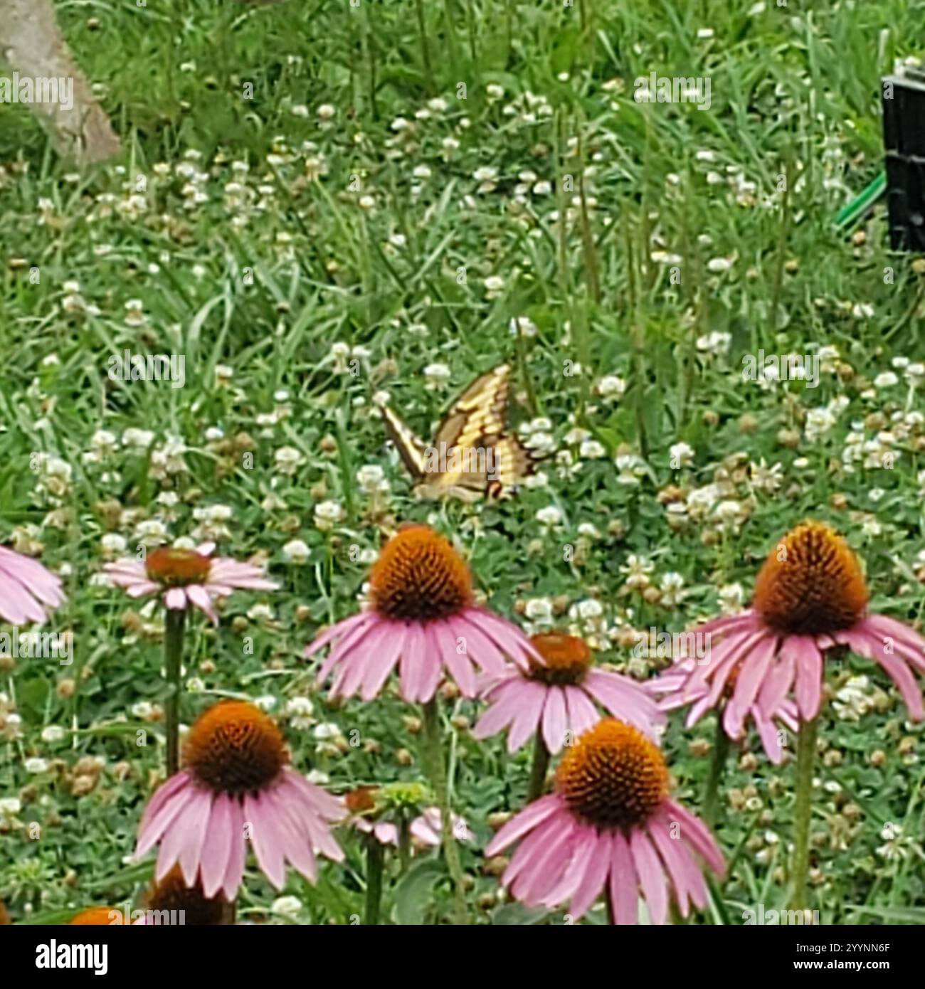 Eastern Giant Swallowtail (Heraclides cresphontes Stock Photo - Alamy