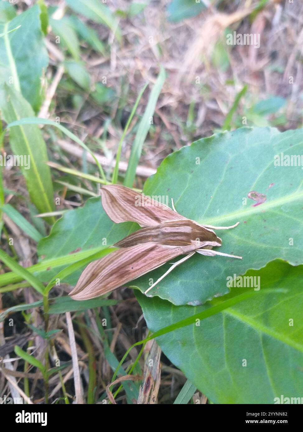 Common Striped Hawkmoth (Hippotion eson Stock Photo - Alamy