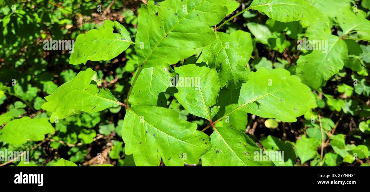 Pacific poison oak (Toxicodendron diversilobum Stock Photo - Alamy