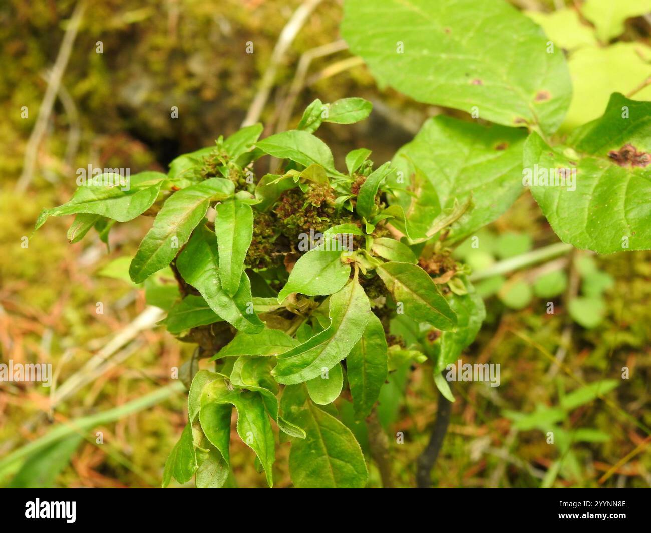Gall and Rust Mites (Eriophyidae Stock Photo - Alamy