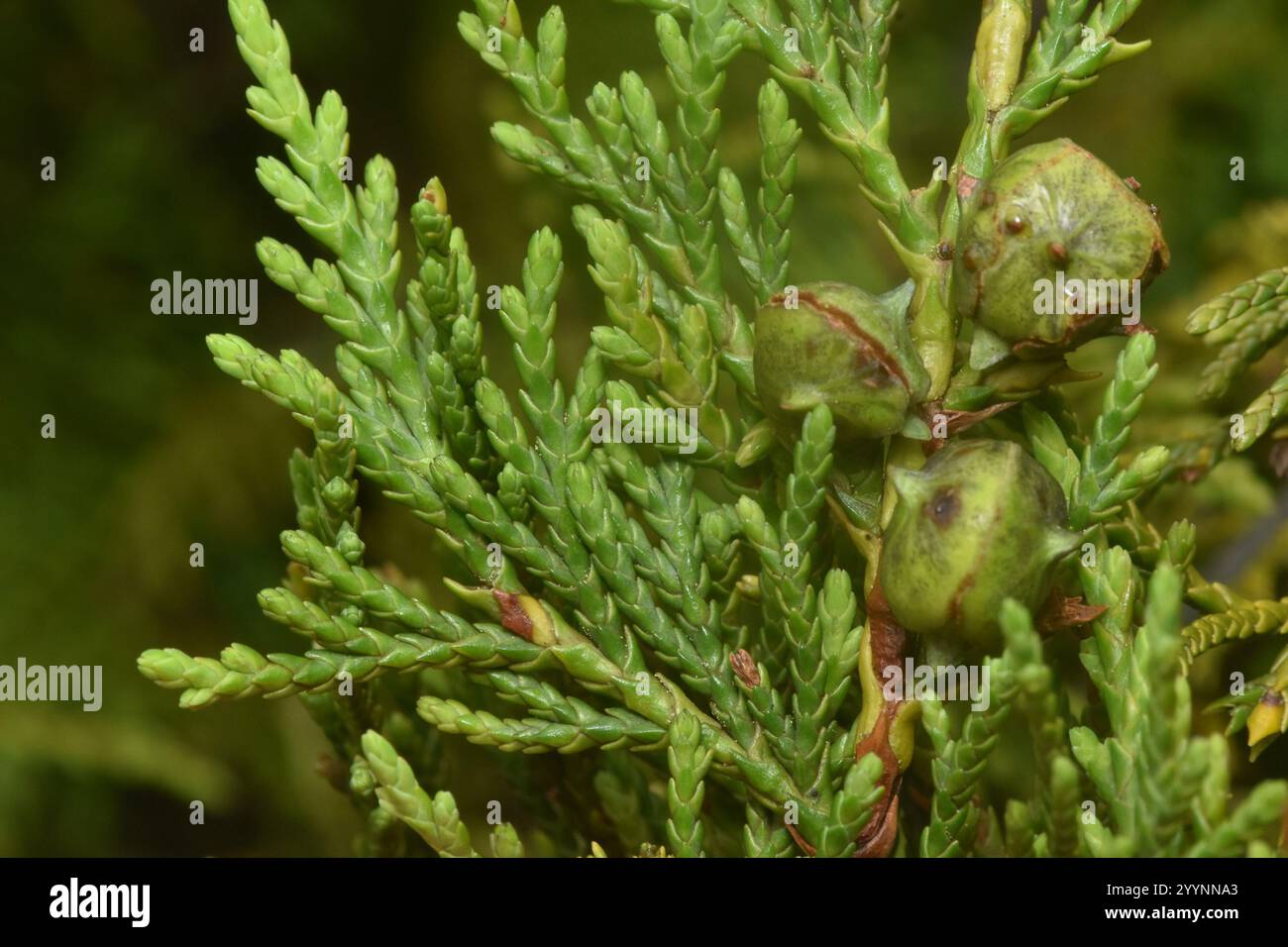 Alaska yellow cedar (Callitropsis nootkatensis Stock Photo - Alamy