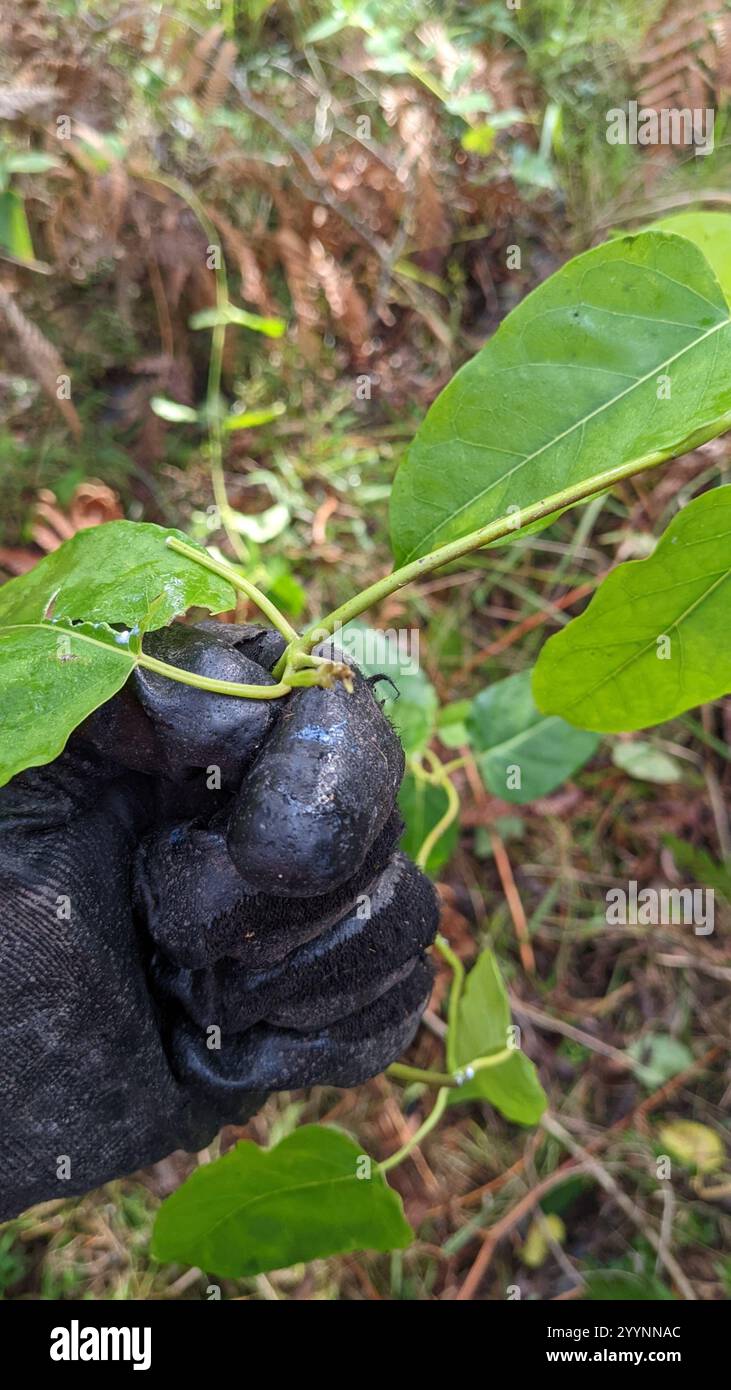 Common Milk Vine (Leichhardtia rostrata Stock Photo - Alamy
