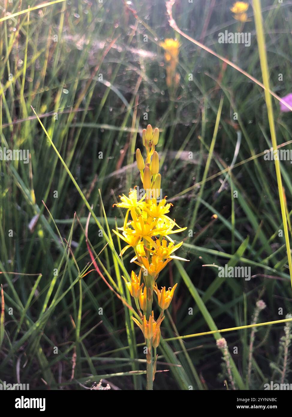 bog asphodel (Narthecium ossifragum Stock Photo - Alamy