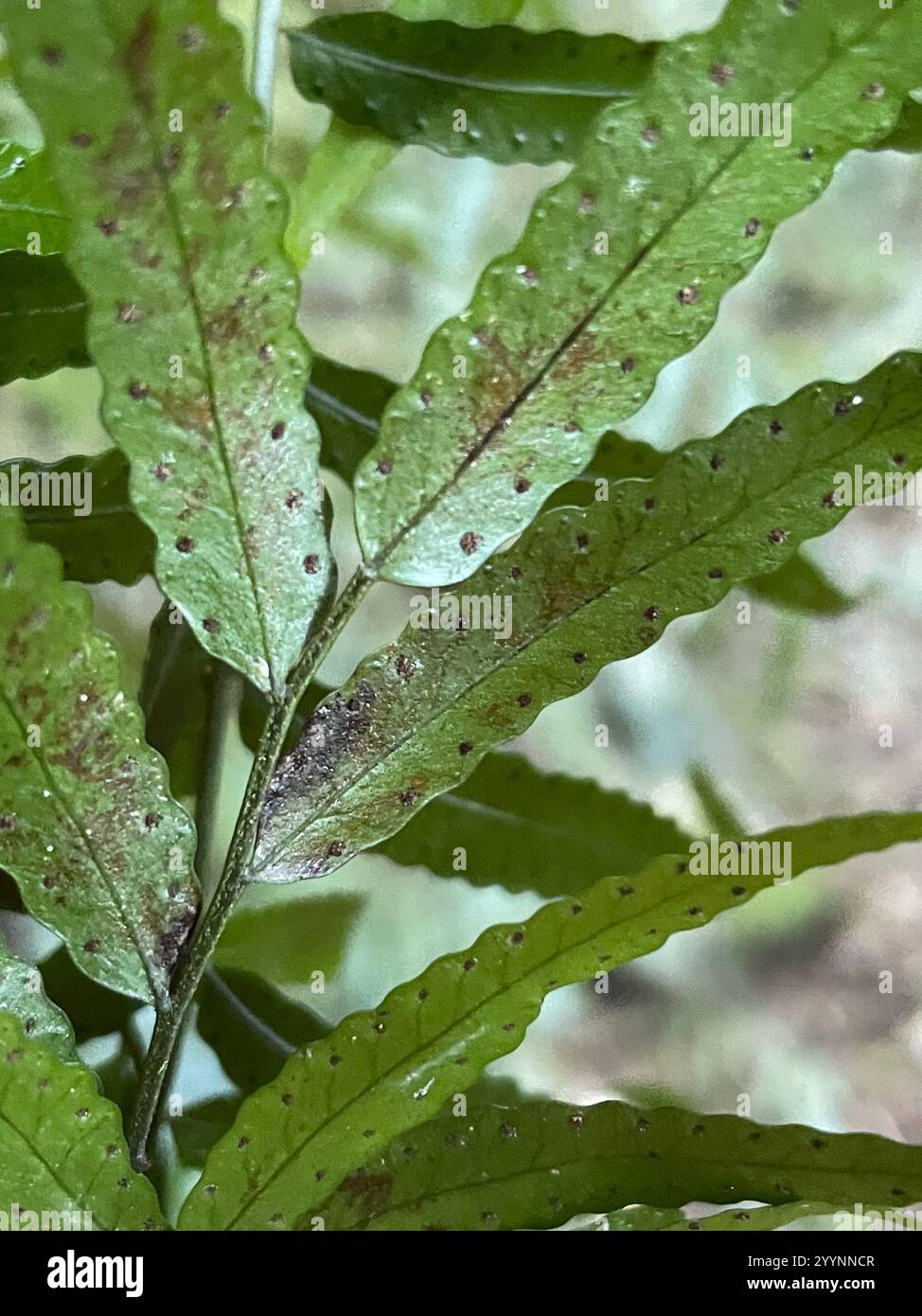 Climbing Fern (Arthropteris tenella Stock Photo - Alamy