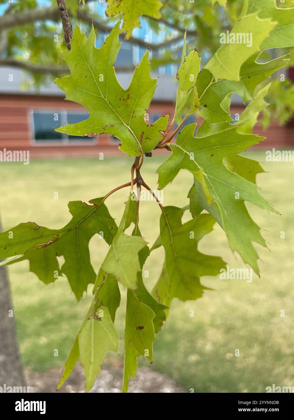 Shumard oak (Quercus shumardii Stock Photo - Alamy