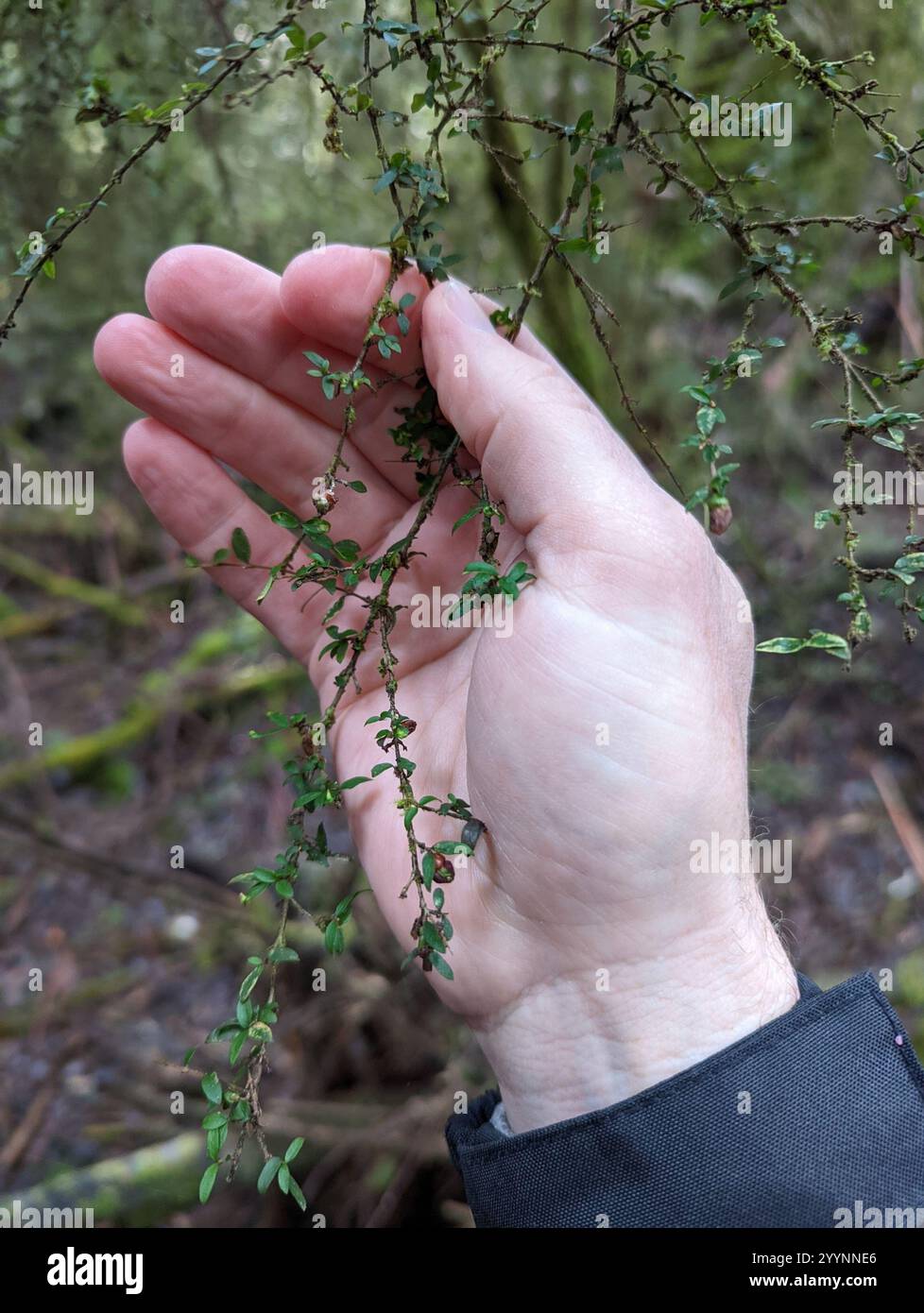 Prickly Currant-Bush (Coprosma quadrifida Stock Photo - Alamy