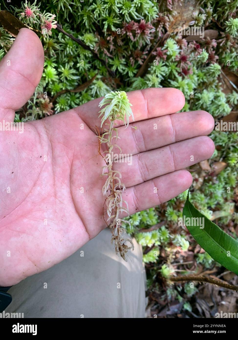 Sphagnum Moss Family (Sphagnaceae Stock Photo - Alamy