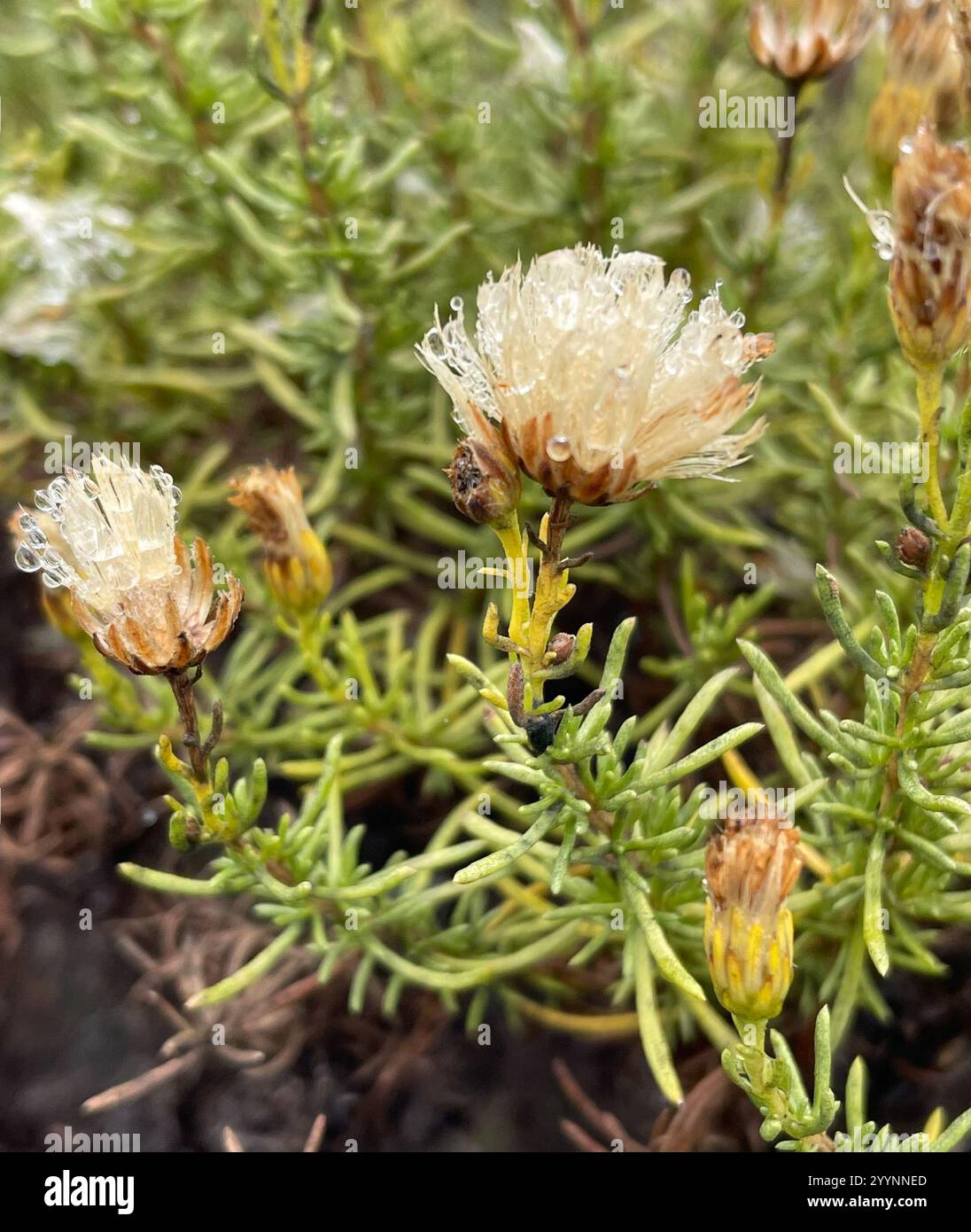 Eastwood's goldenbush (Ericameria fasciculata Stock Photo - Alamy