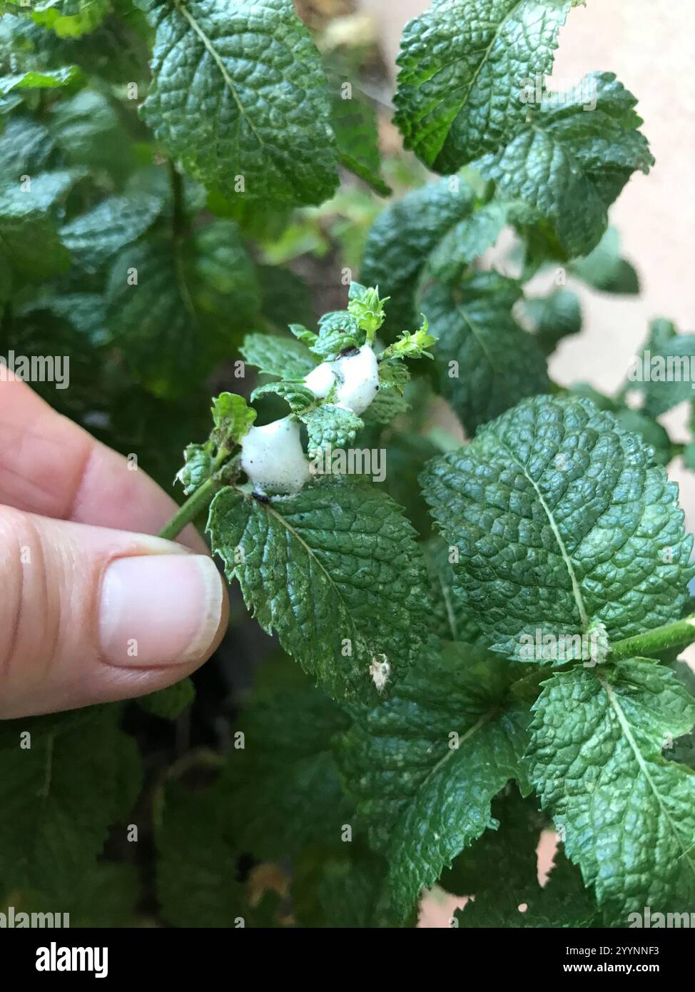 Spittlebugs and Froghoppers (Cercopoidea Stock Photo - Alamy