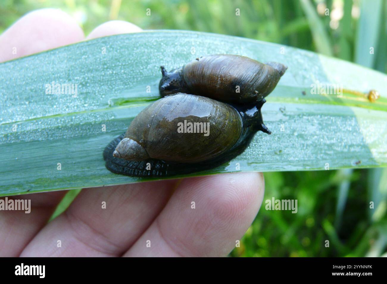 Common European Ambersnail (Succinea putris Stock Photo - Alamy