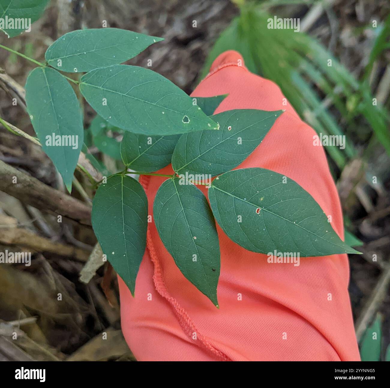 American groundnut (Apios americana Stock Photo - Alamy