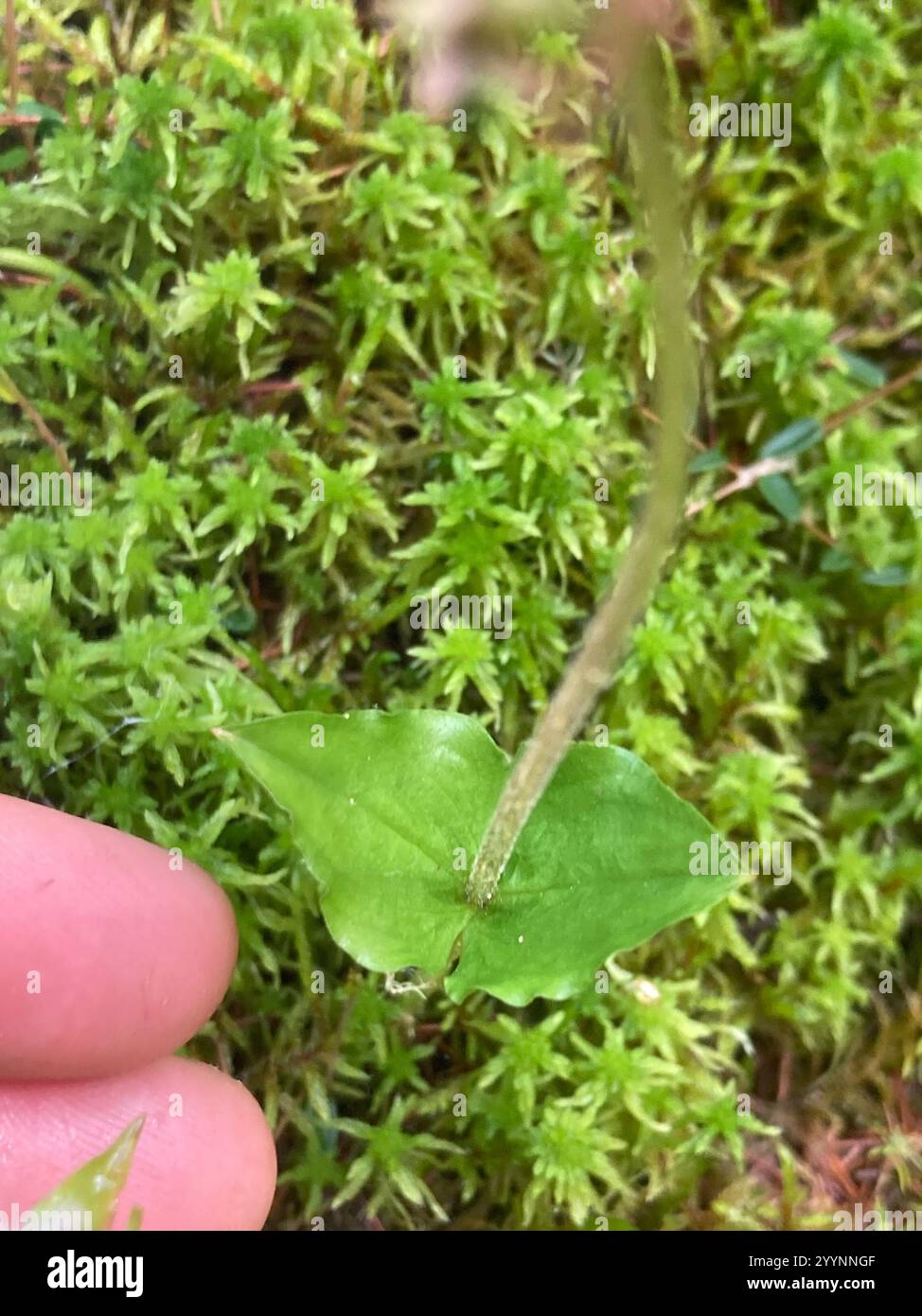 Heartleaf Twayblade (Neottia cordata Stock Photo - Alamy