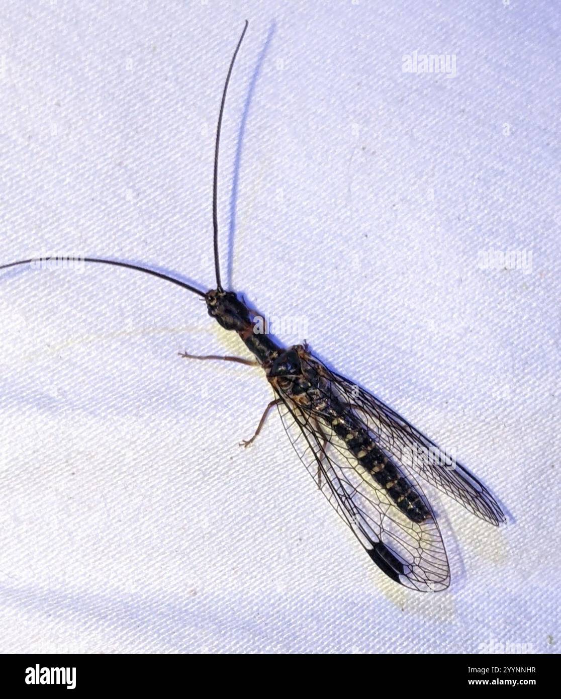 American Square-headed Snakeflies (Negha Stock Photo - Alamy