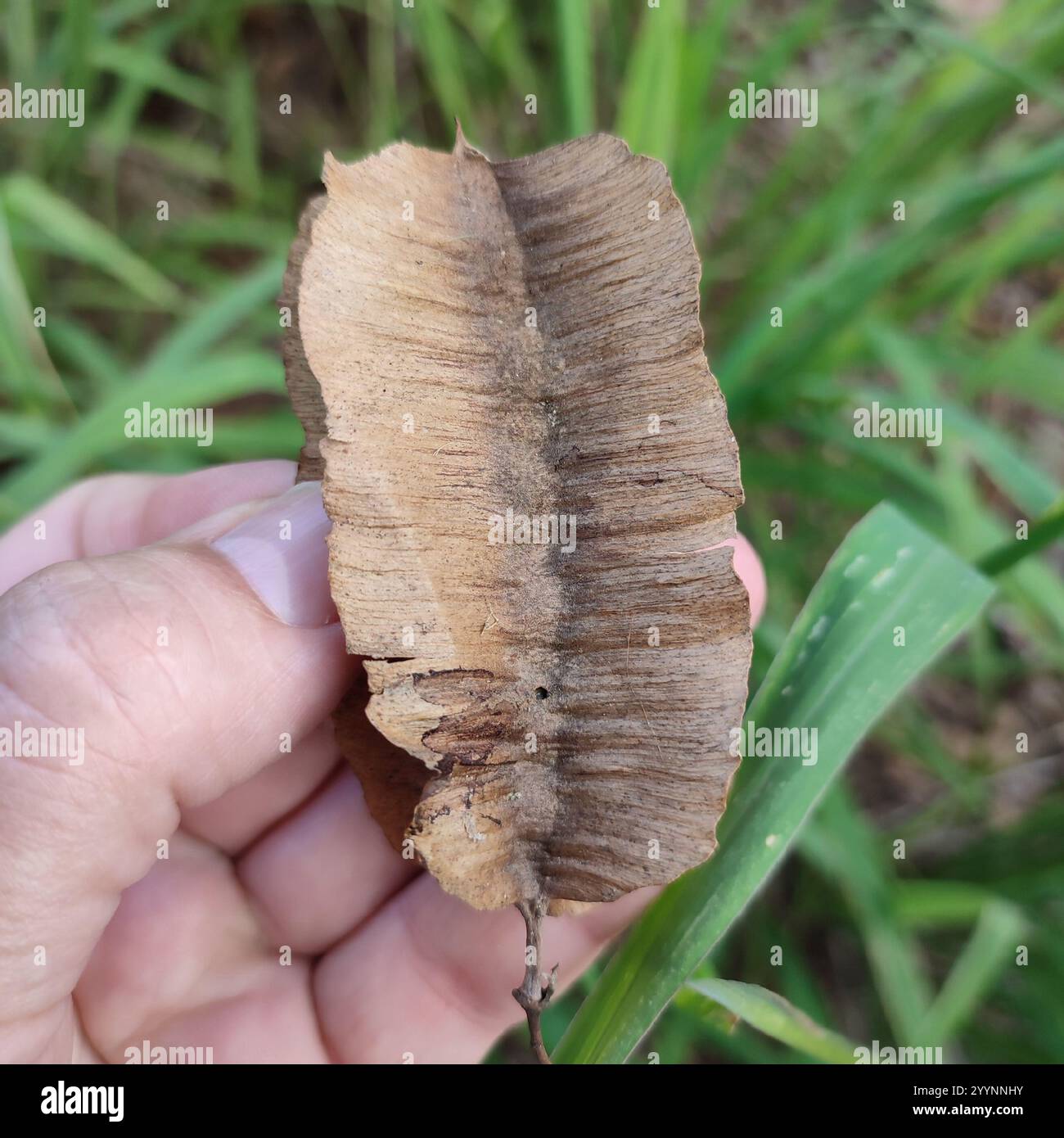 Piscidia hi-res stock photography and images - Alamy