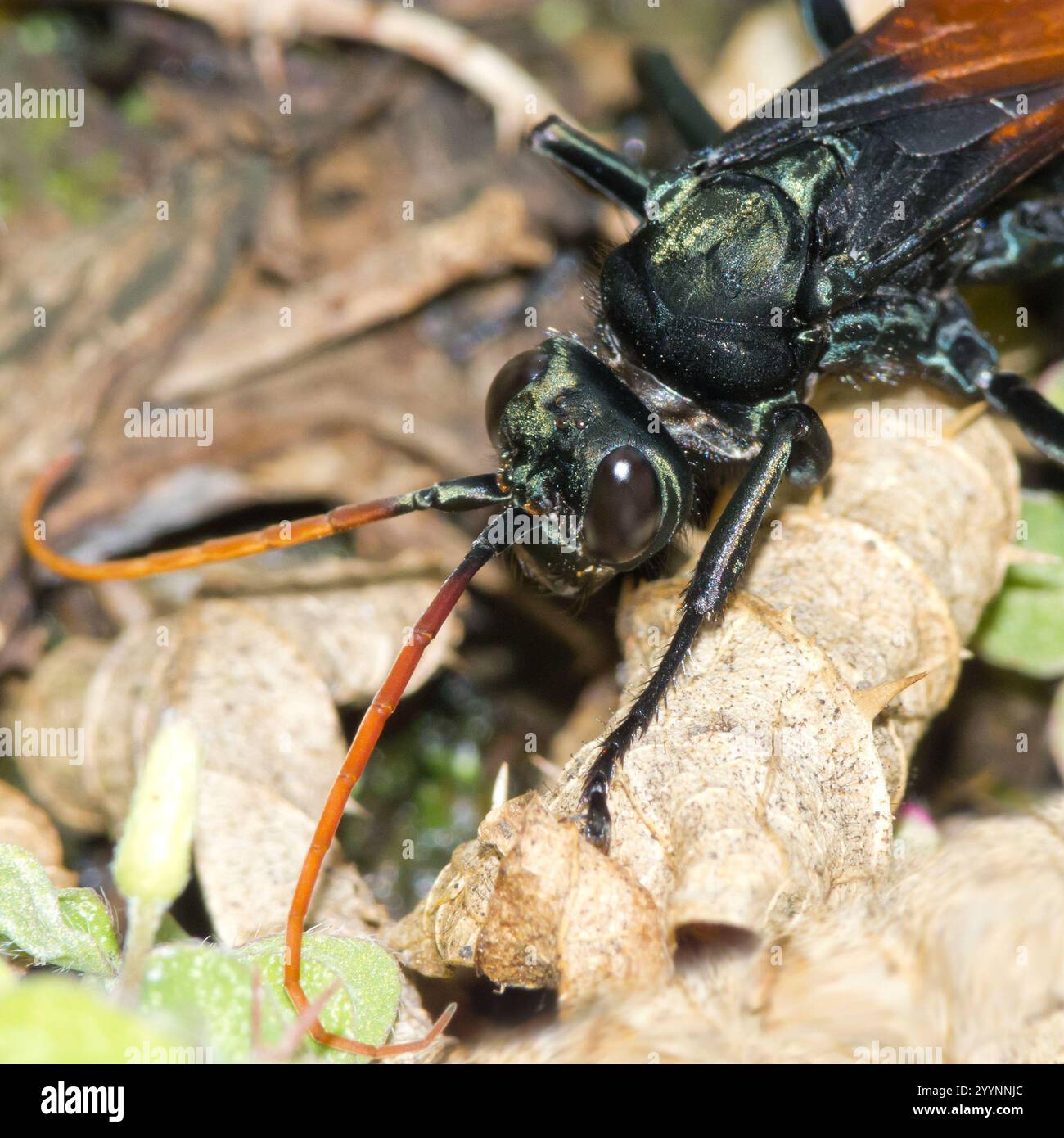 Tarantula-hawk Wasps and Allies (Pepsini Stock Photo - Alamy