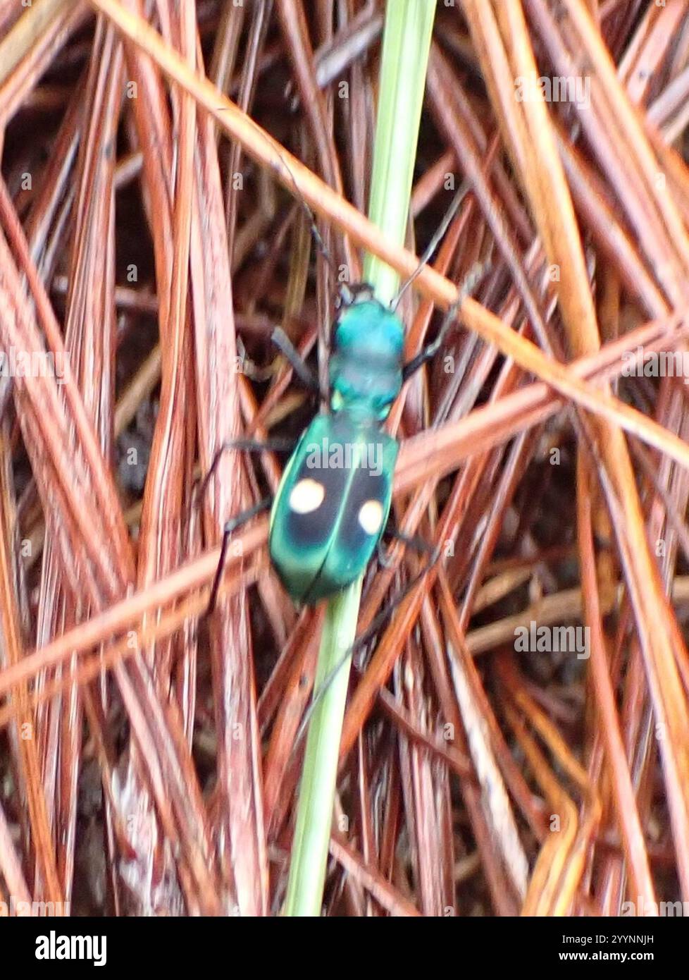 Central American Montane Tiger Beetle (Pseudoxycheila tarsalis Stock ...