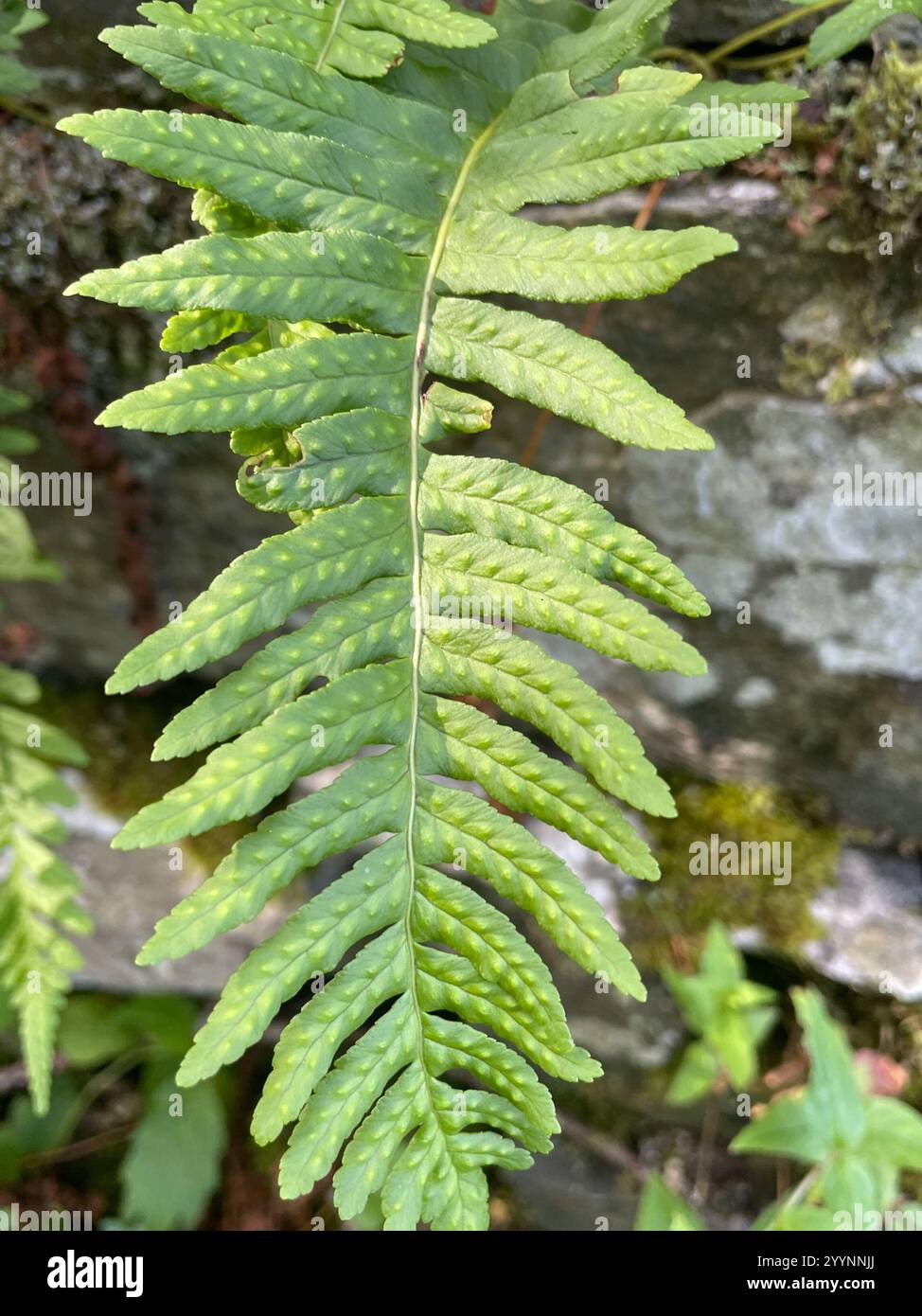 common polypody (Polypodium vulgare Stock Photo - Alamy