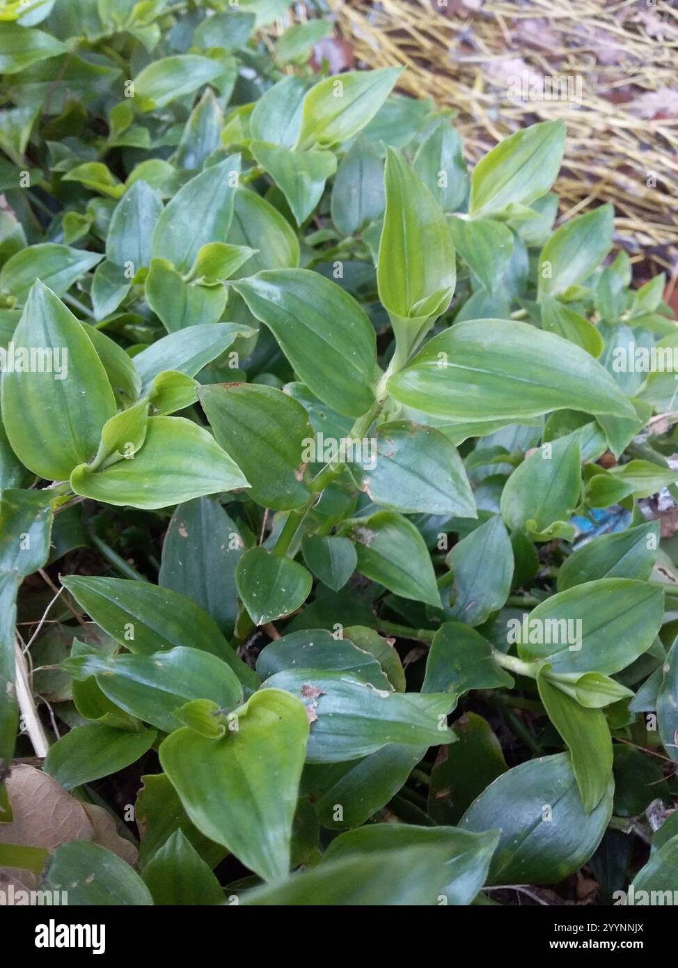 small-leaf spiderwort (Tradescantia fluminensis Stock Photo - Alamy