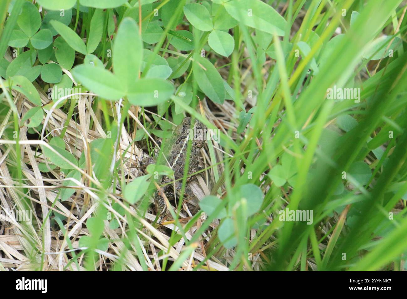 Western Toad (Anaxyrus boreas Stock Photo - Alamy