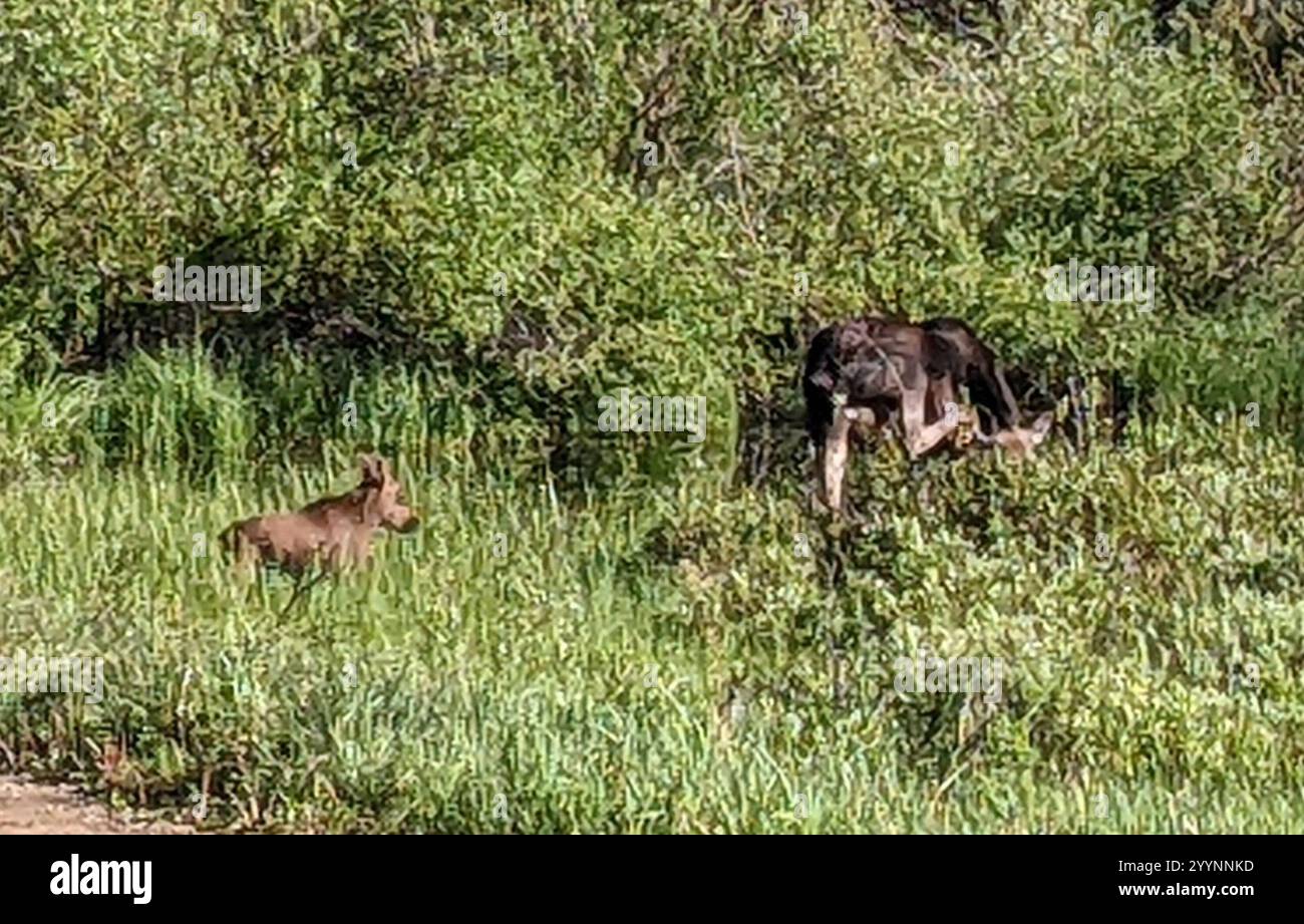 Shiras Moose (Alces alces shirasi Stock Photo - Alamy
