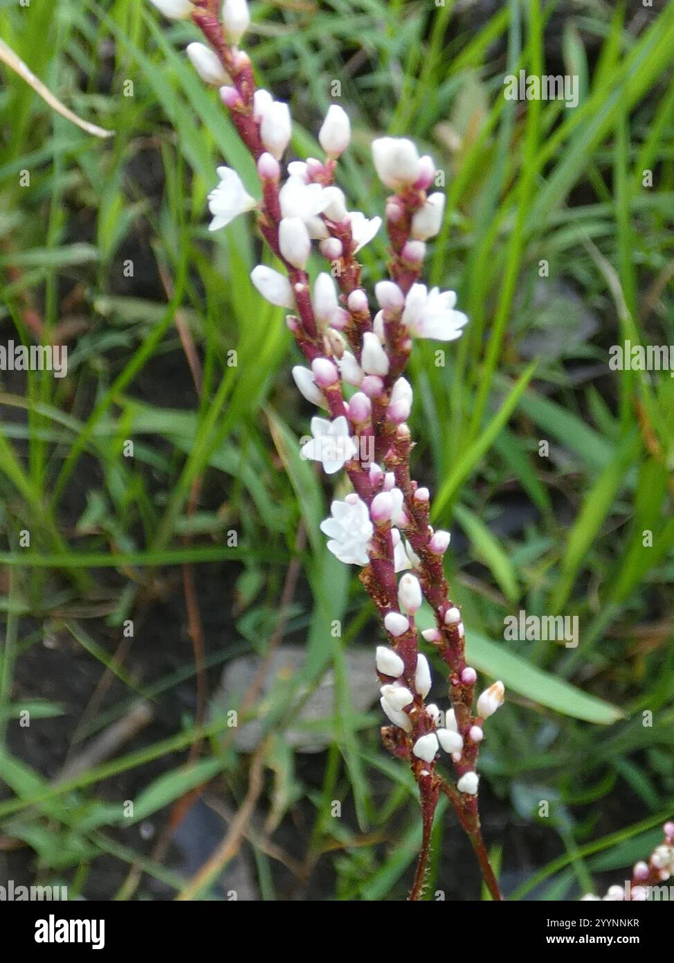swamp smartweed (Persicaria hydropiperoides Stock Photo - Alamy