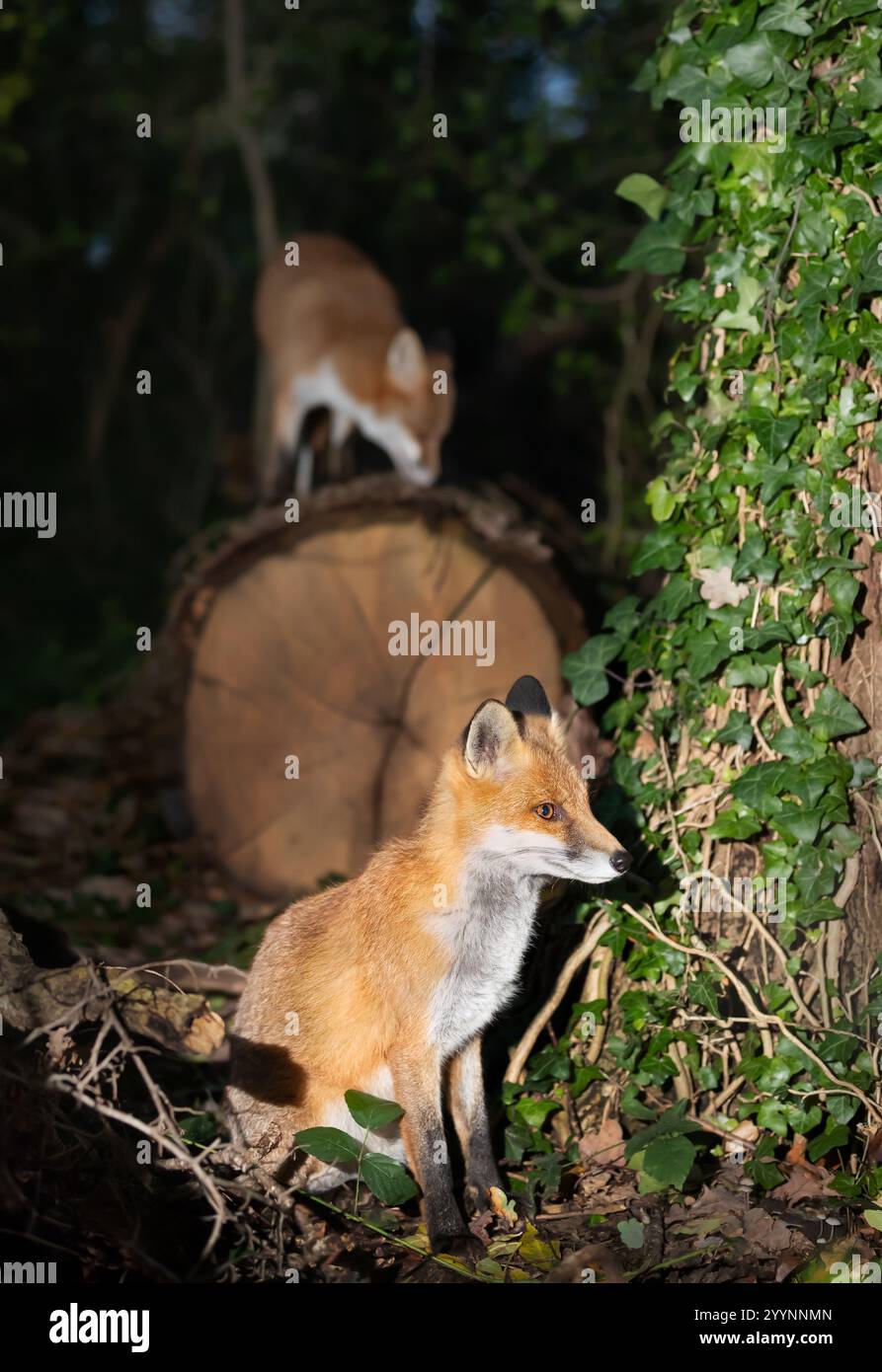 Two fox cubs sitting hi-res stock photography and images - Alamy