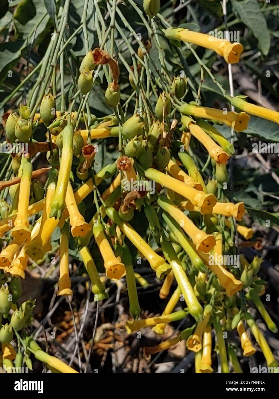 tree tobacco (Nicotiana glauca Stock Photo - Alamy