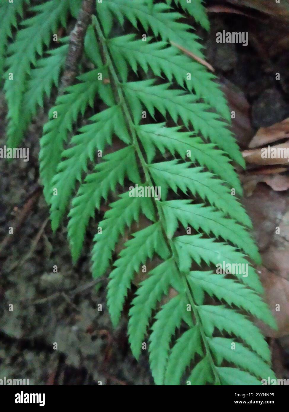 hard shield fern (Polystichum aculeatum Stock Photo - Alamy