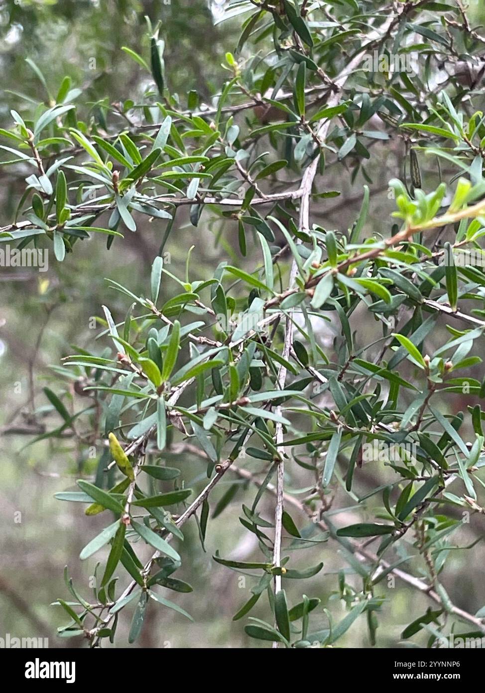 Tantoon (Leptospermum polygalifolium Stock Photo - Alamy