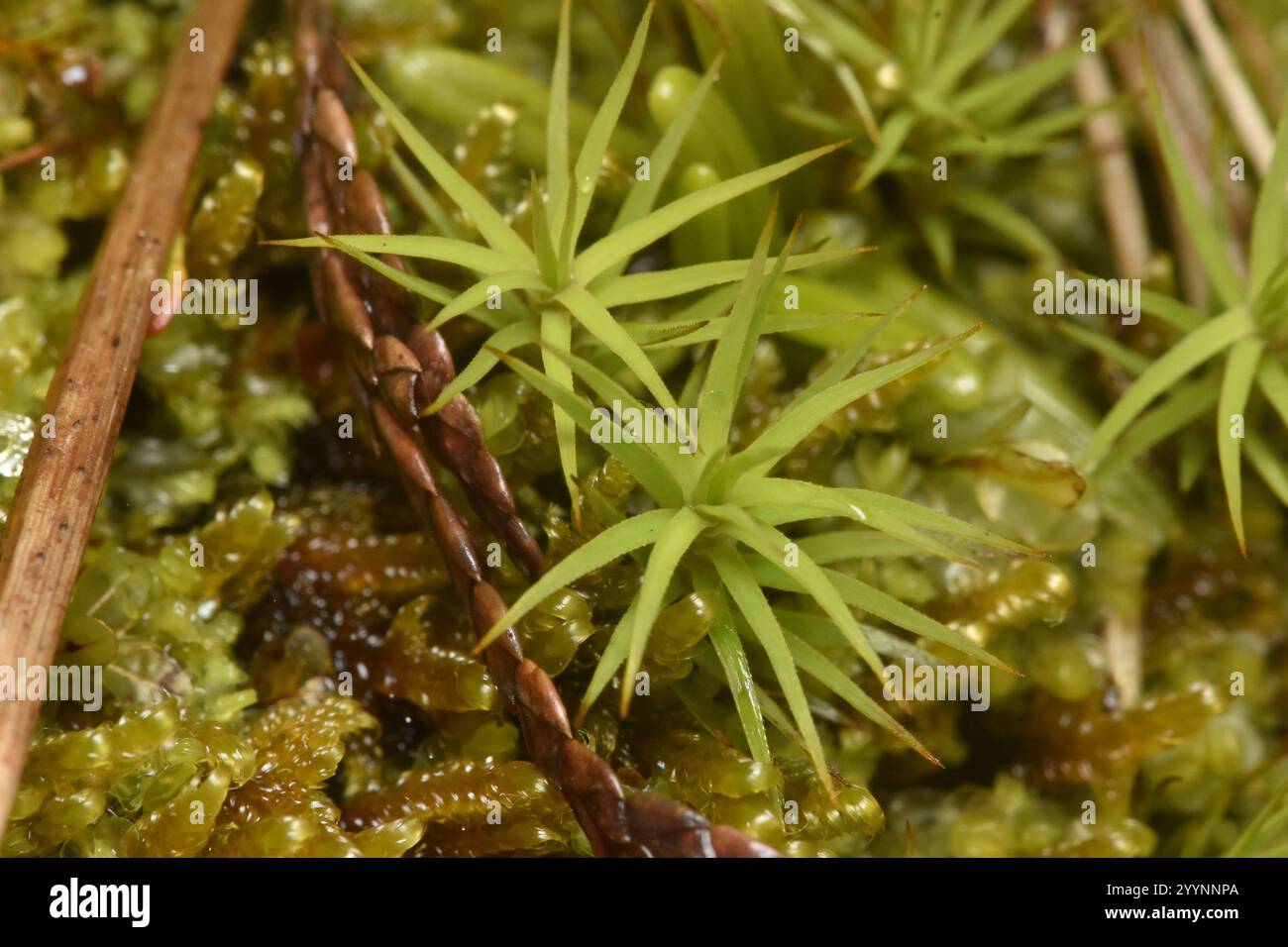 Common Haircap Moss (Polytrichum commune Stock Photo - Alamy