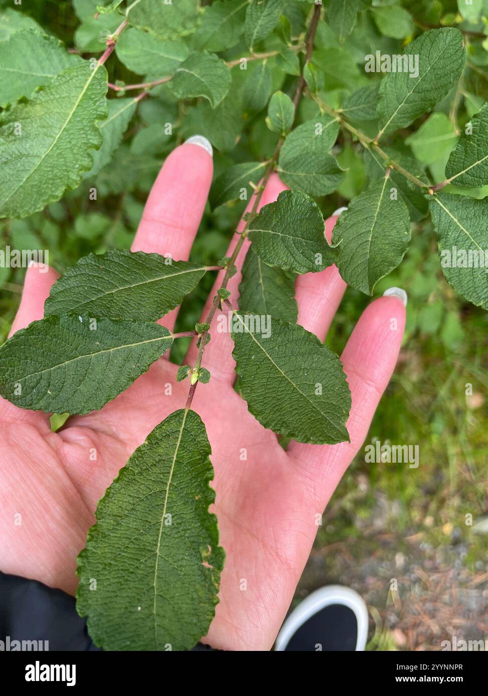 Eared Willow (Salix aurita Stock Photo - Alamy