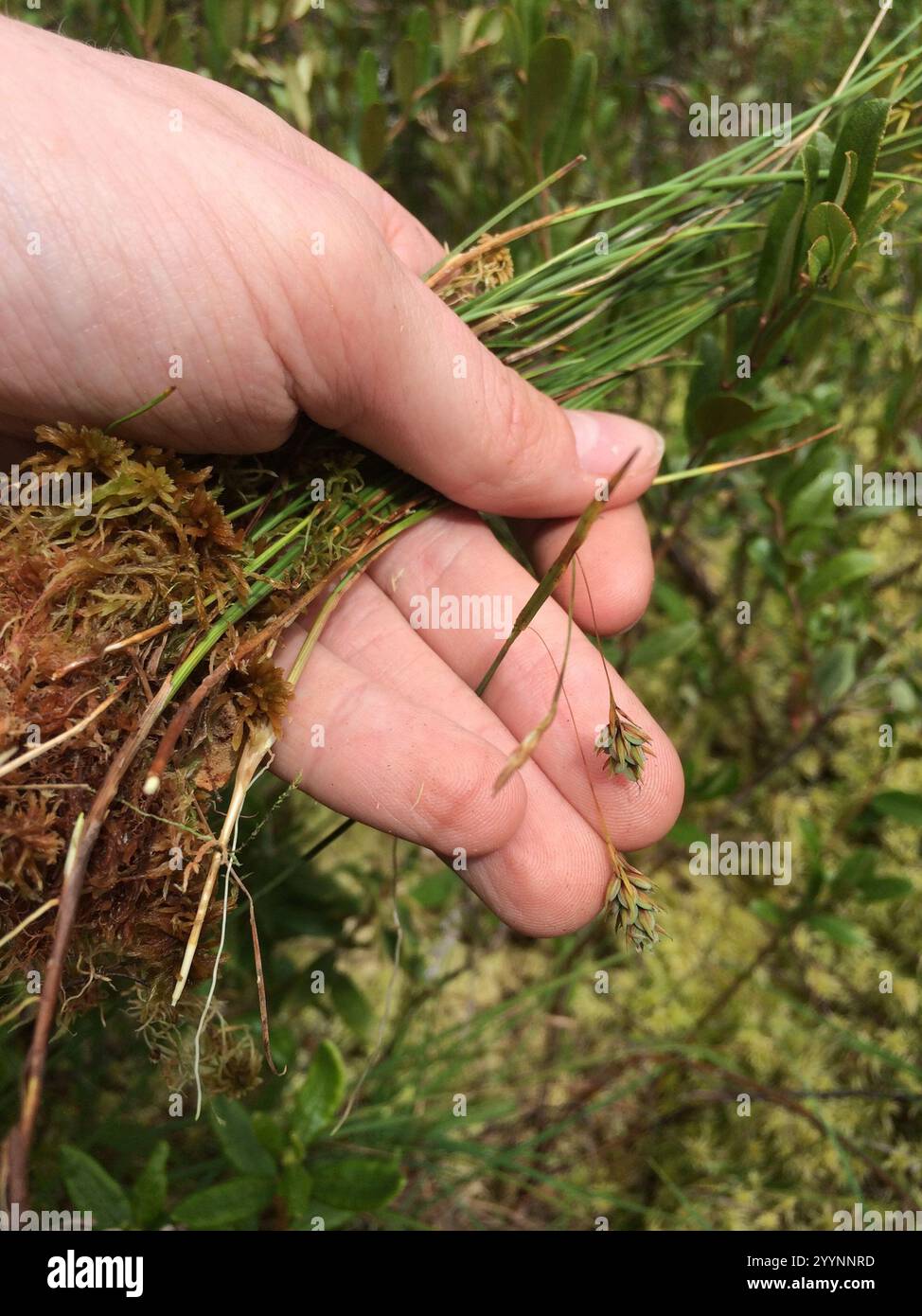 boreal bog sedge (Carex magellanica irrigua Stock Photo - Alamy