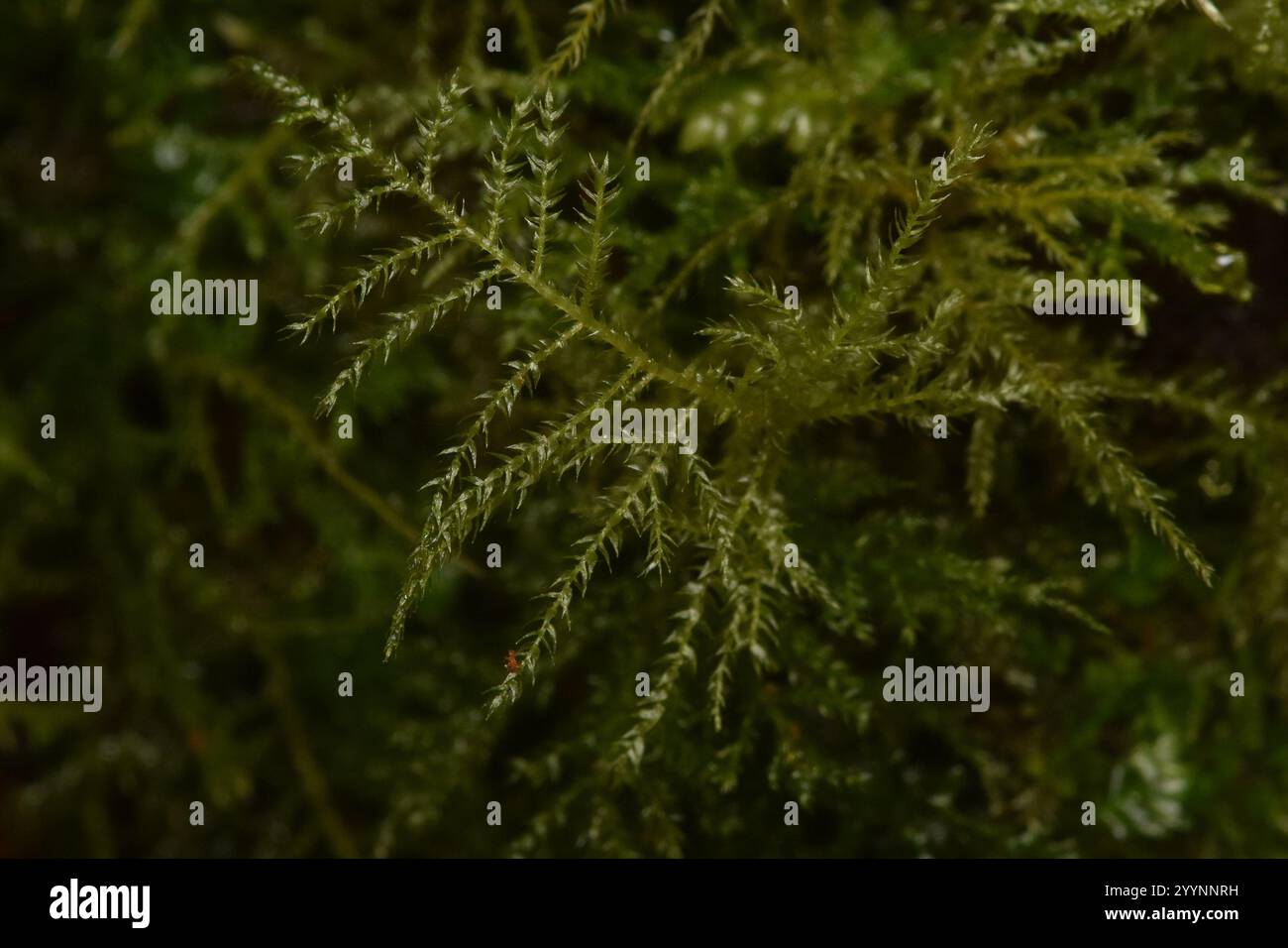 Common Feather-moss (Kindbergia praelonga Stock Photo - Alamy