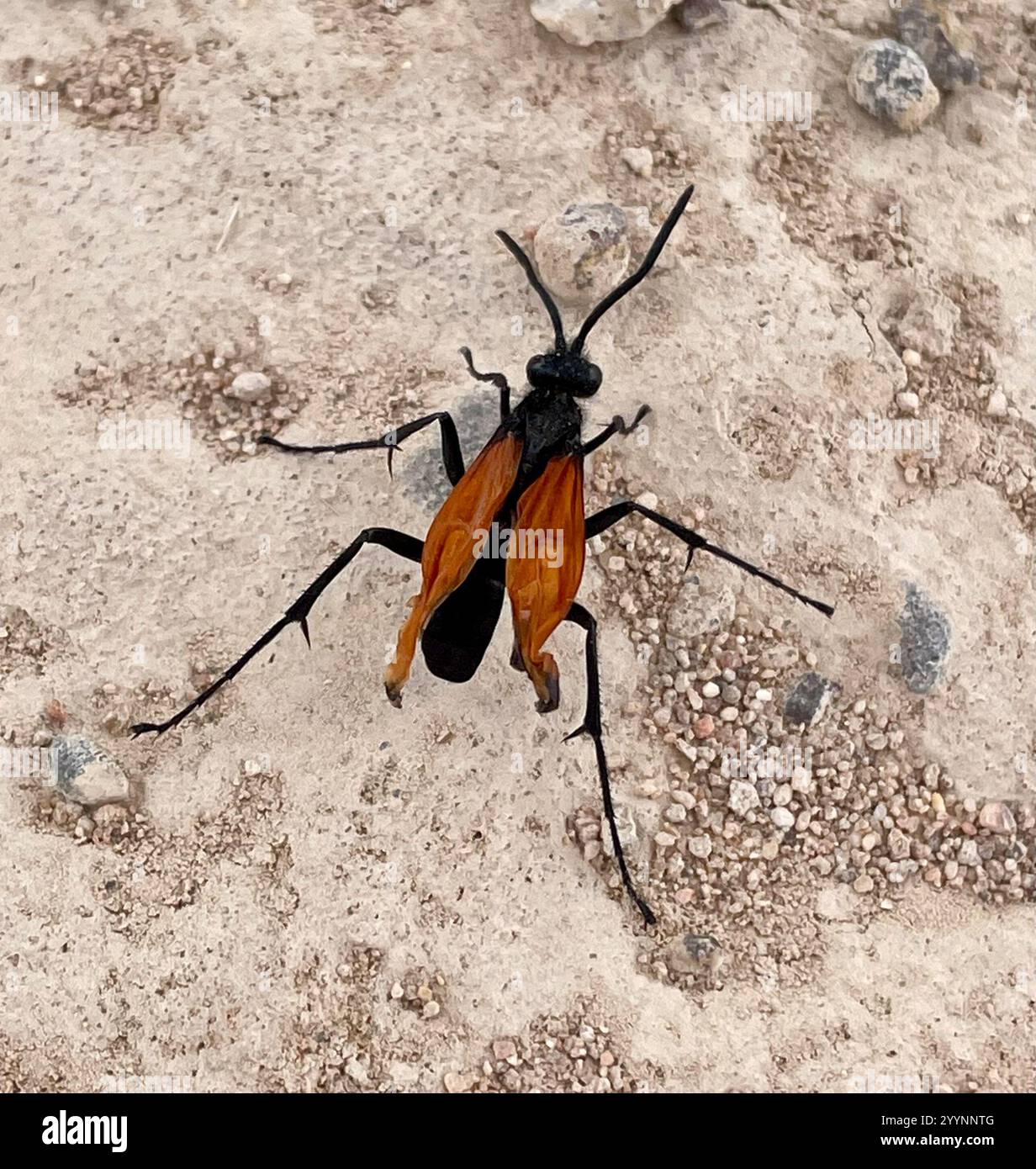 Milde's Tarantula-hawk Wasp (Pepsis mildei Stock Photo - Alamy