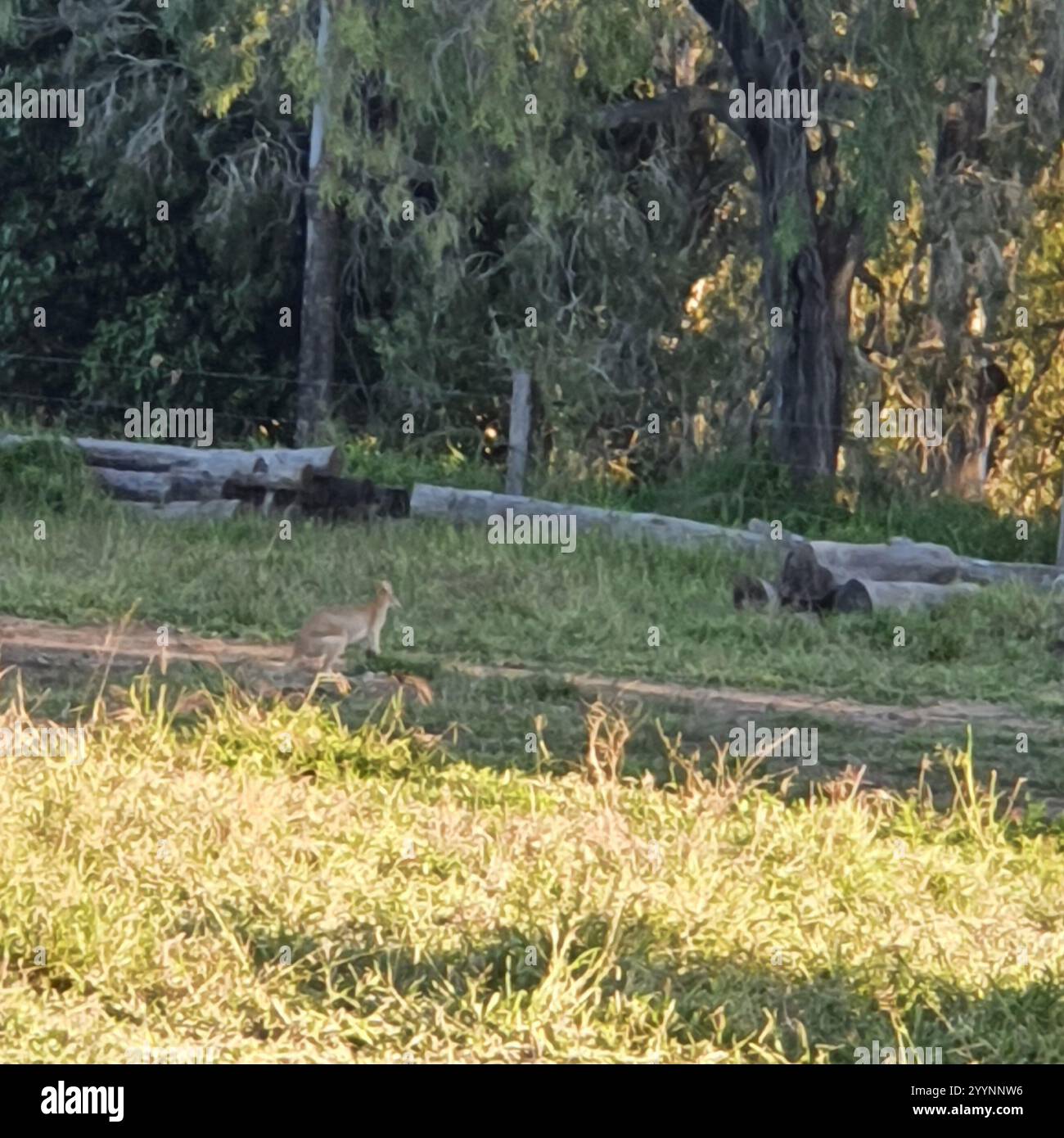Agile Wallaby (Notamacropus agilis Stock Photo - Alamy