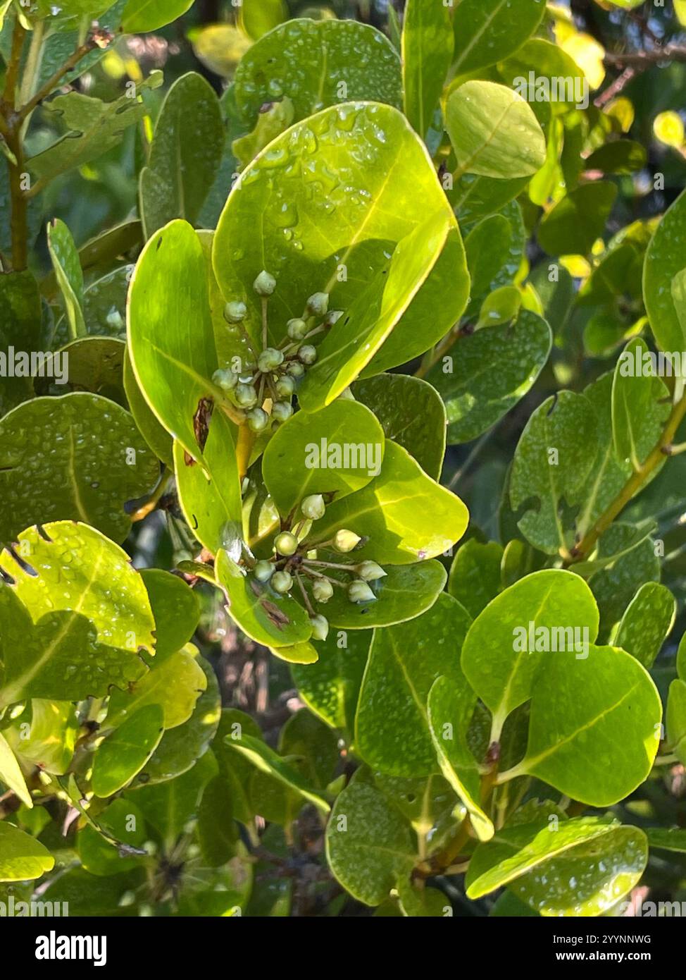 river mangrove (Aegiceras corniculatum Stock Photo - Alamy