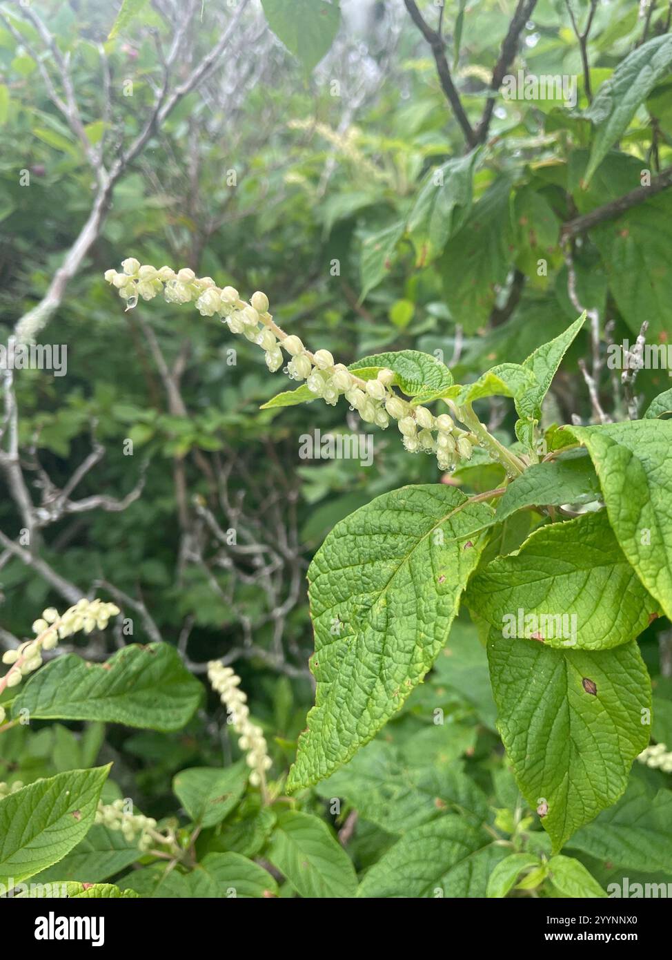 mountain sweet pepperbush (Clethra acuminata Stock Photo - Alamy