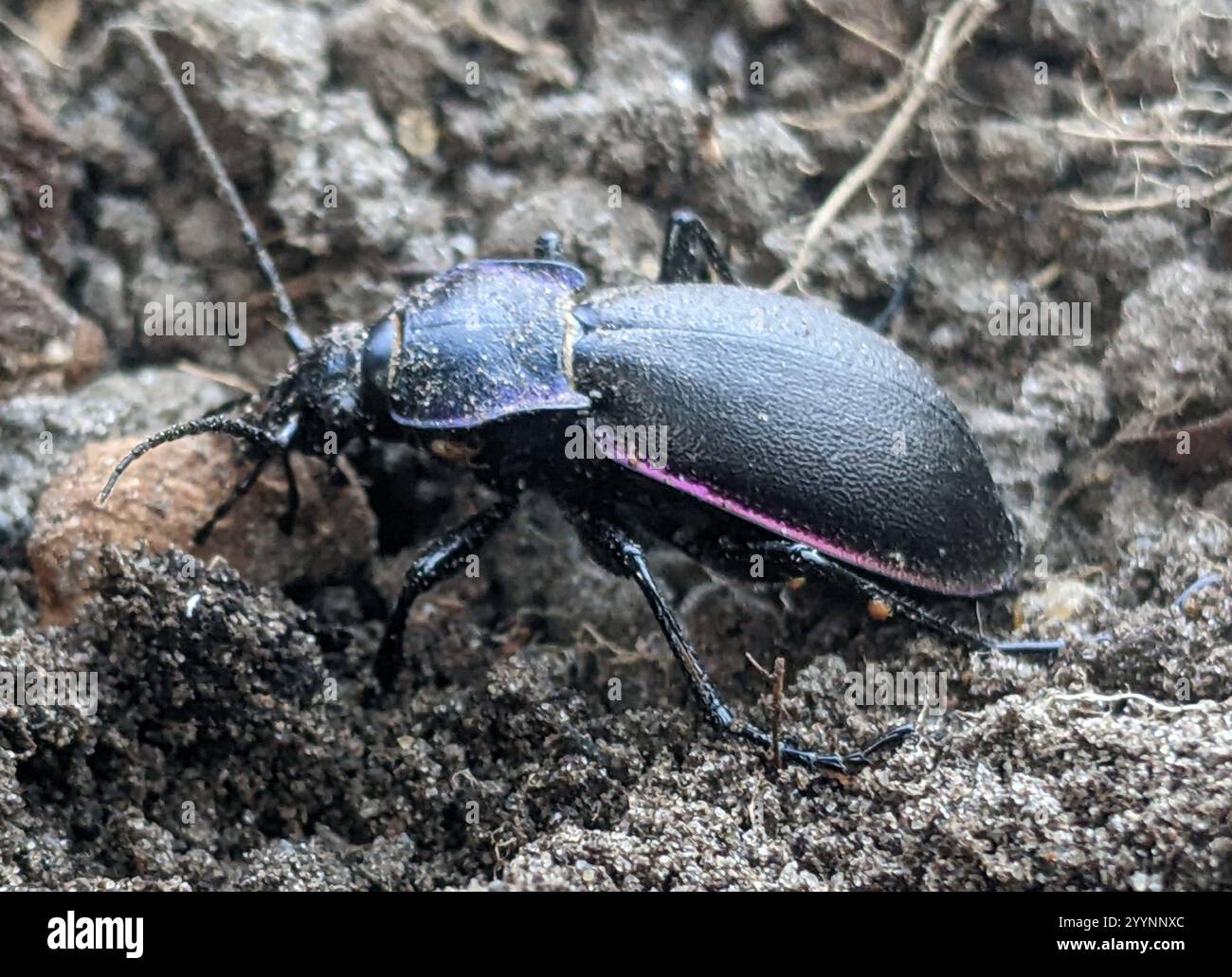 Violet ground beetle (Carabus violaceus Stock Photo - Alamy