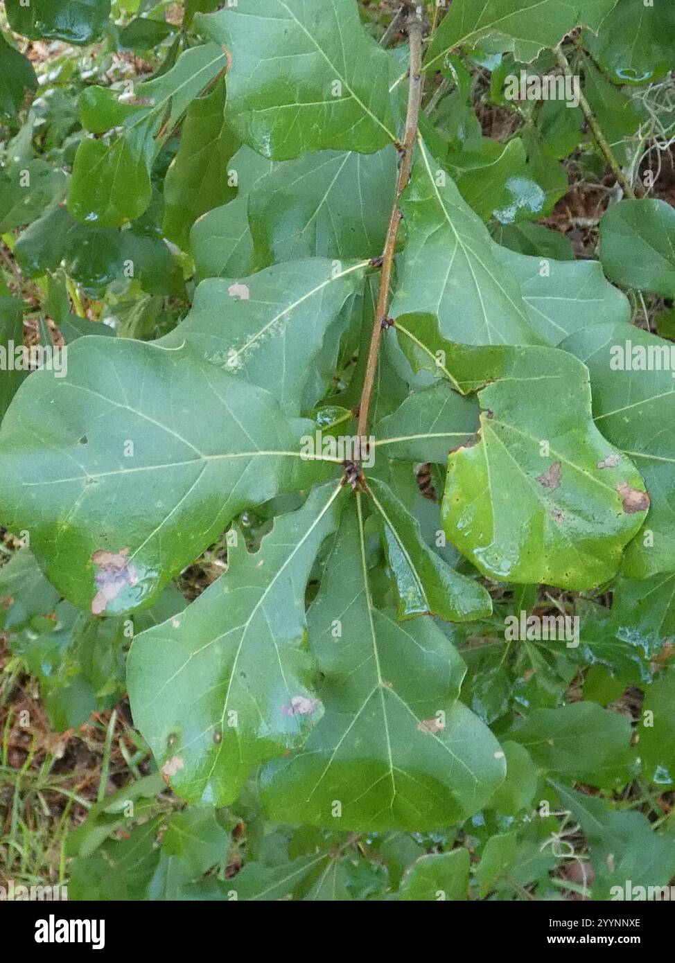 water oak (Quercus nigra Stock Photo - Alamy