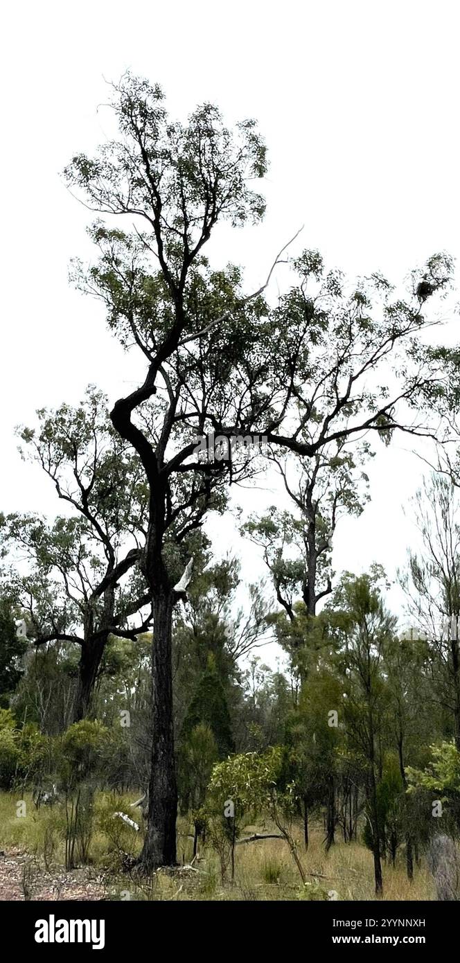Red Ironbark (Eucalyptus fibrosa Stock Photo - Alamy