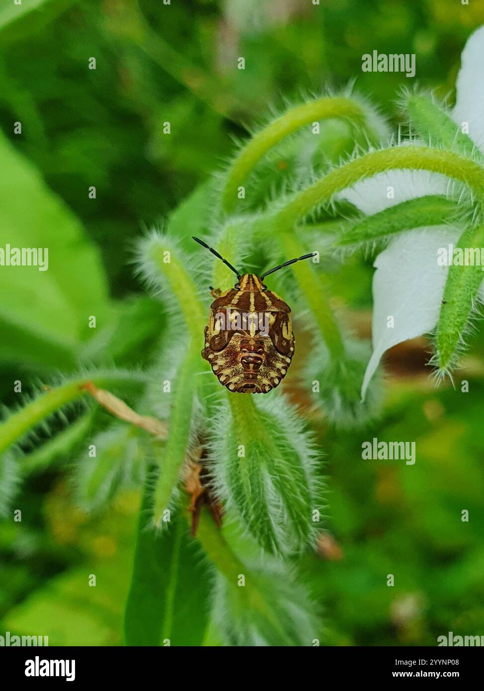Black-shouldered Shieldbug (Carpocoris purpureipennis Stock Photo - Alamy