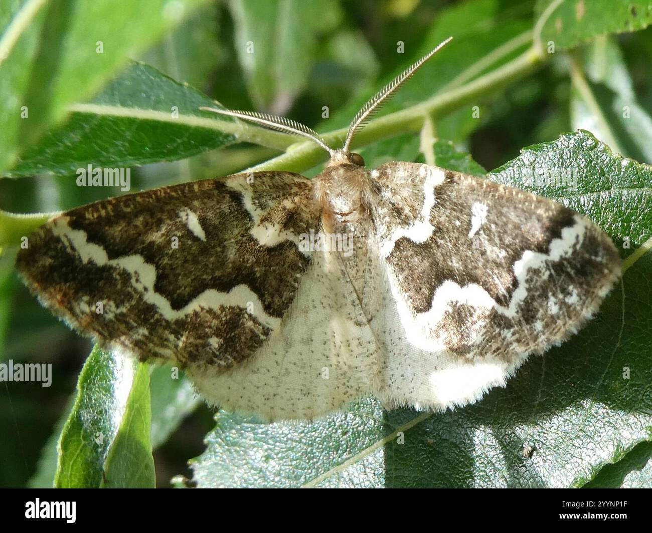 Gray Spruce Looper Moth (Caripeta divisata Stock Photo - Alamy