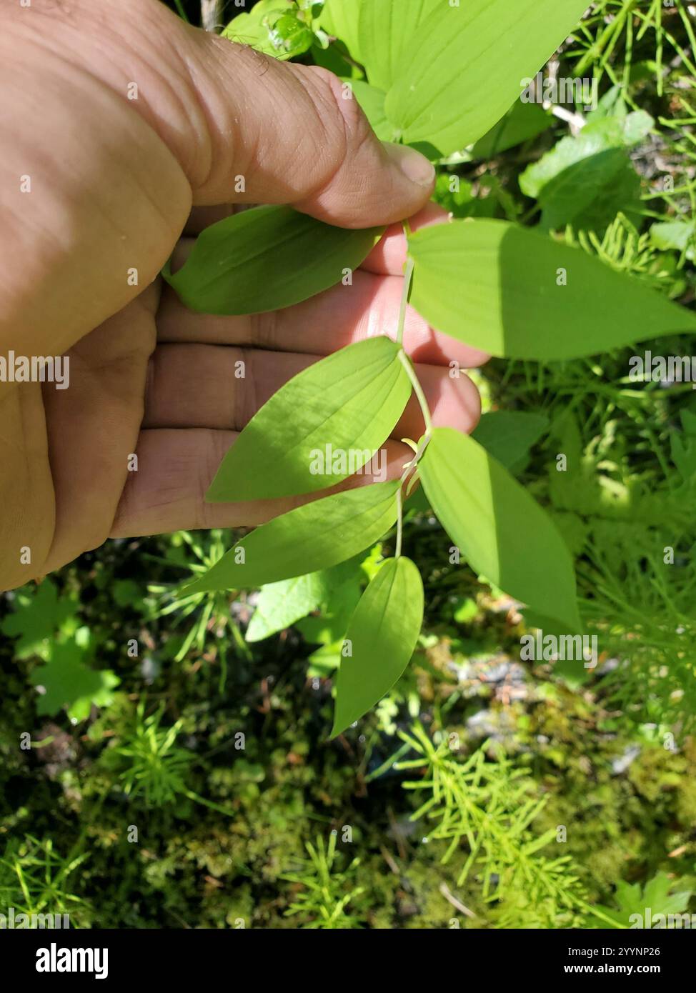 white twisted-stalk (Streptopus amplexifolius Stock Photo - Alamy