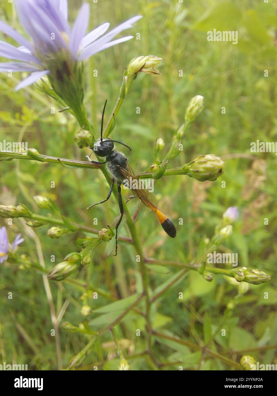 Common Thread-waisted Wasp (Ammophila procera Stock Photo - Alamy