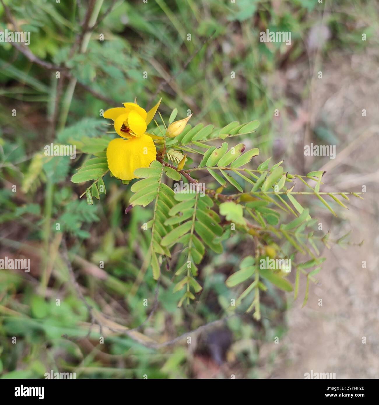 sensitive and partridge peas (Chamaecrista Stock Photo - Alamy