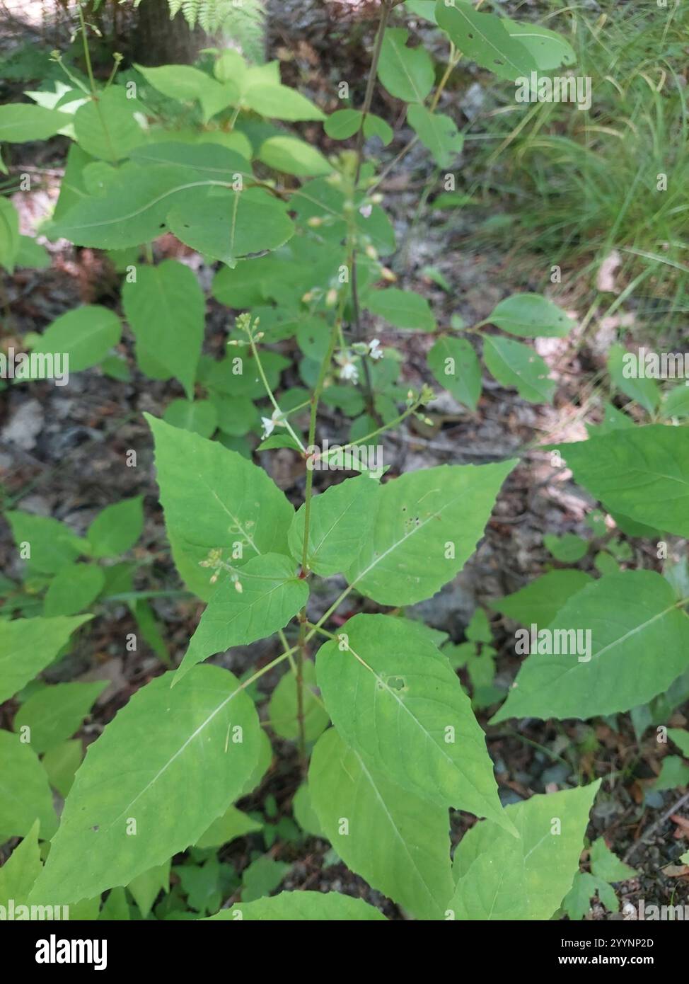 broadleaf enchanter's nightshade (Circaea canadensis Stock Photo - Alamy