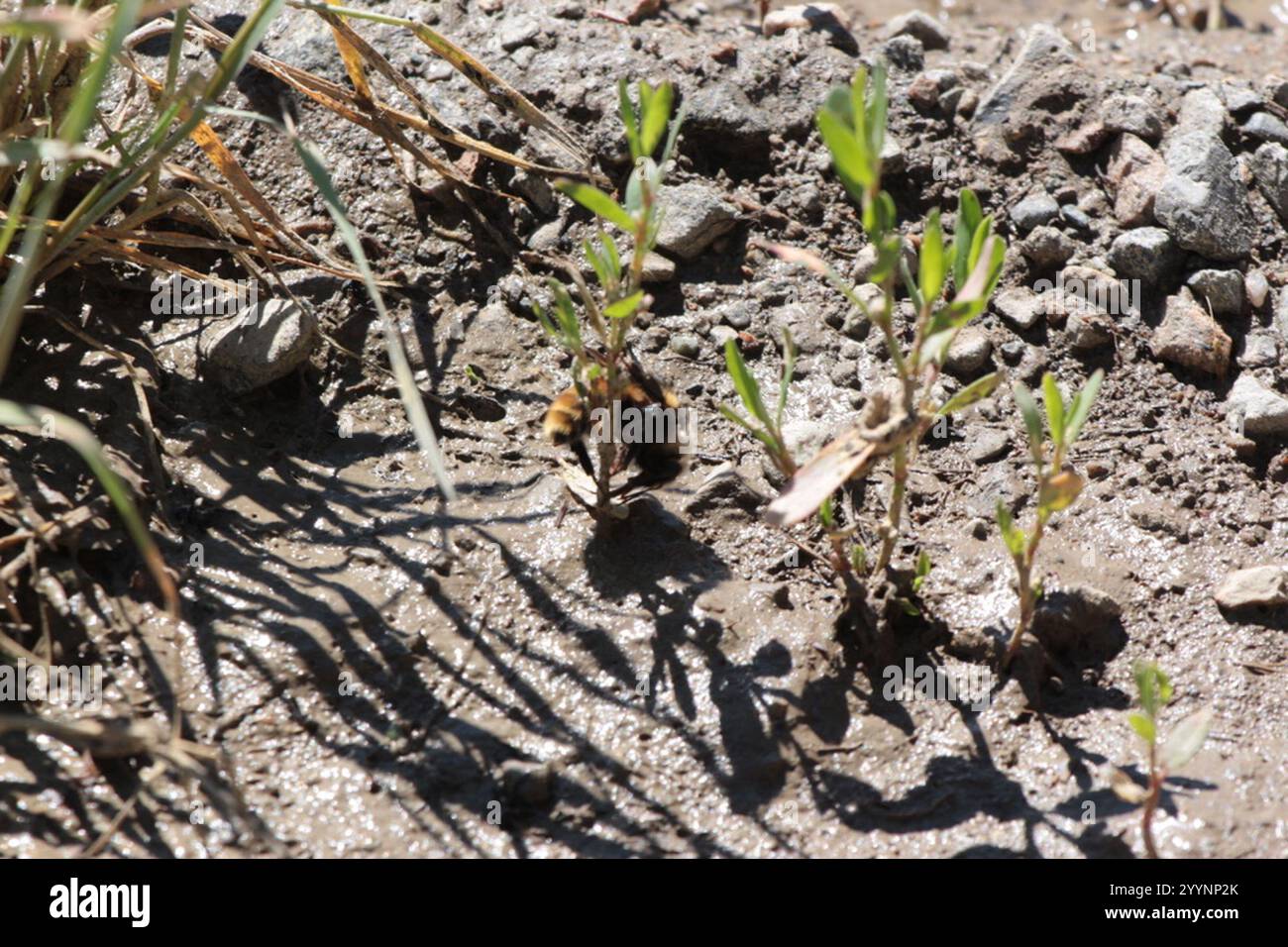 White-shouldered Bumble Bee (Bombus appositus Stock Photo - Alamy