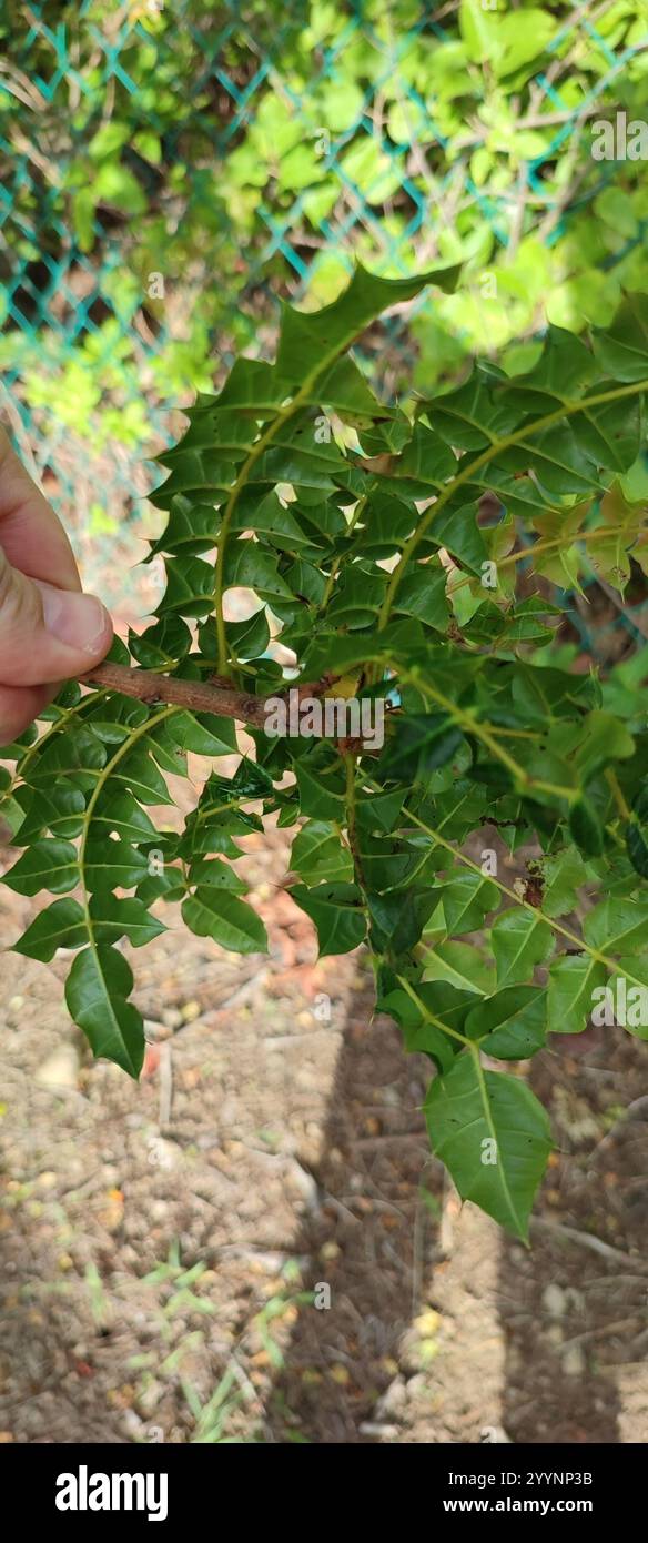 Poison Ash (Comocladia dodonaea Stock Photo - Alamy