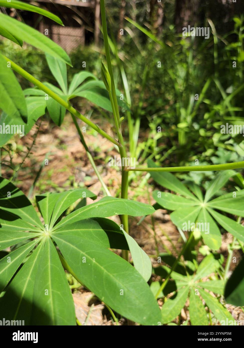 Broadleaf Lupine (Lupinus latifolius Stock Photo - Alamy