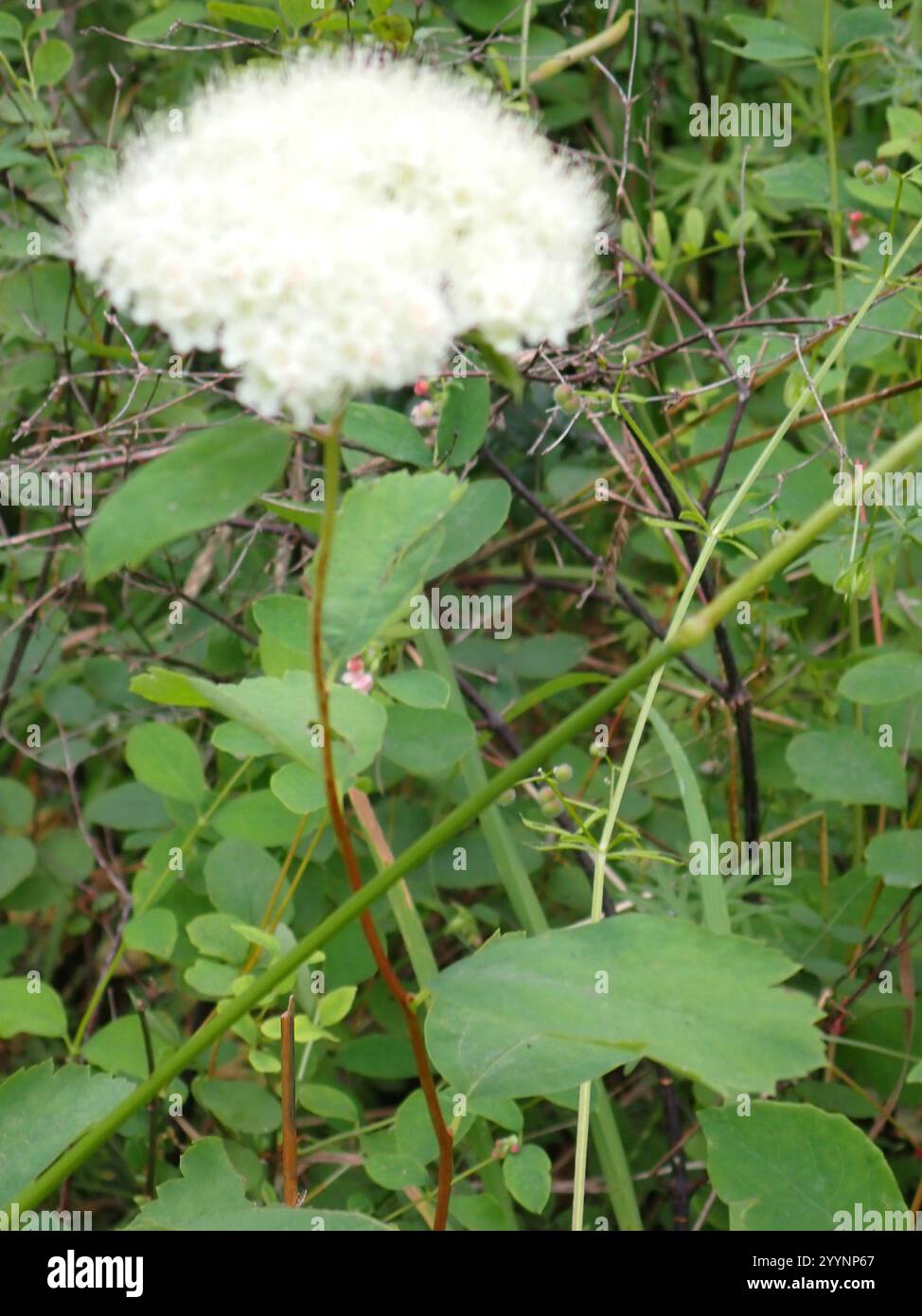 Shinyleaf Meadowsweet (Spiraea lucida Stock Photo - Alamy